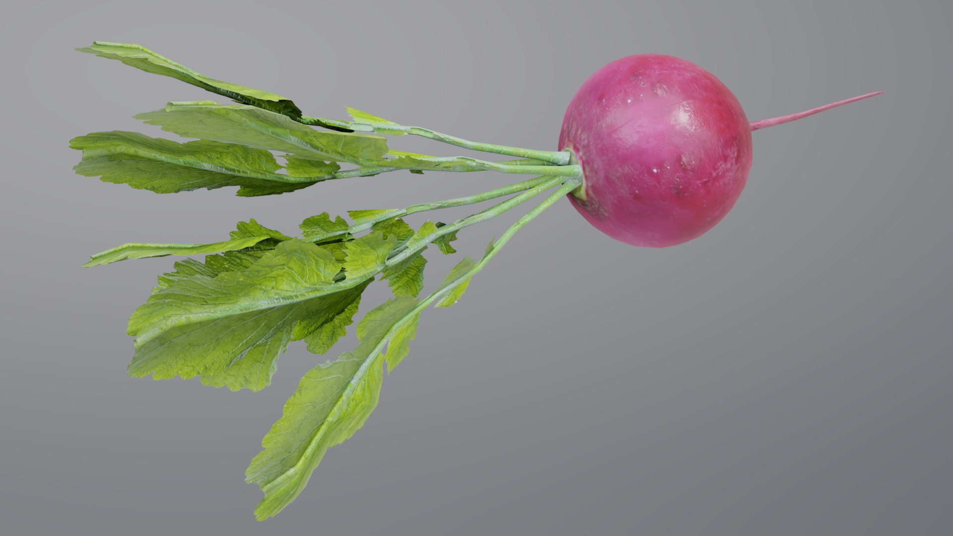 3D Radish - TurboSquid 1838003