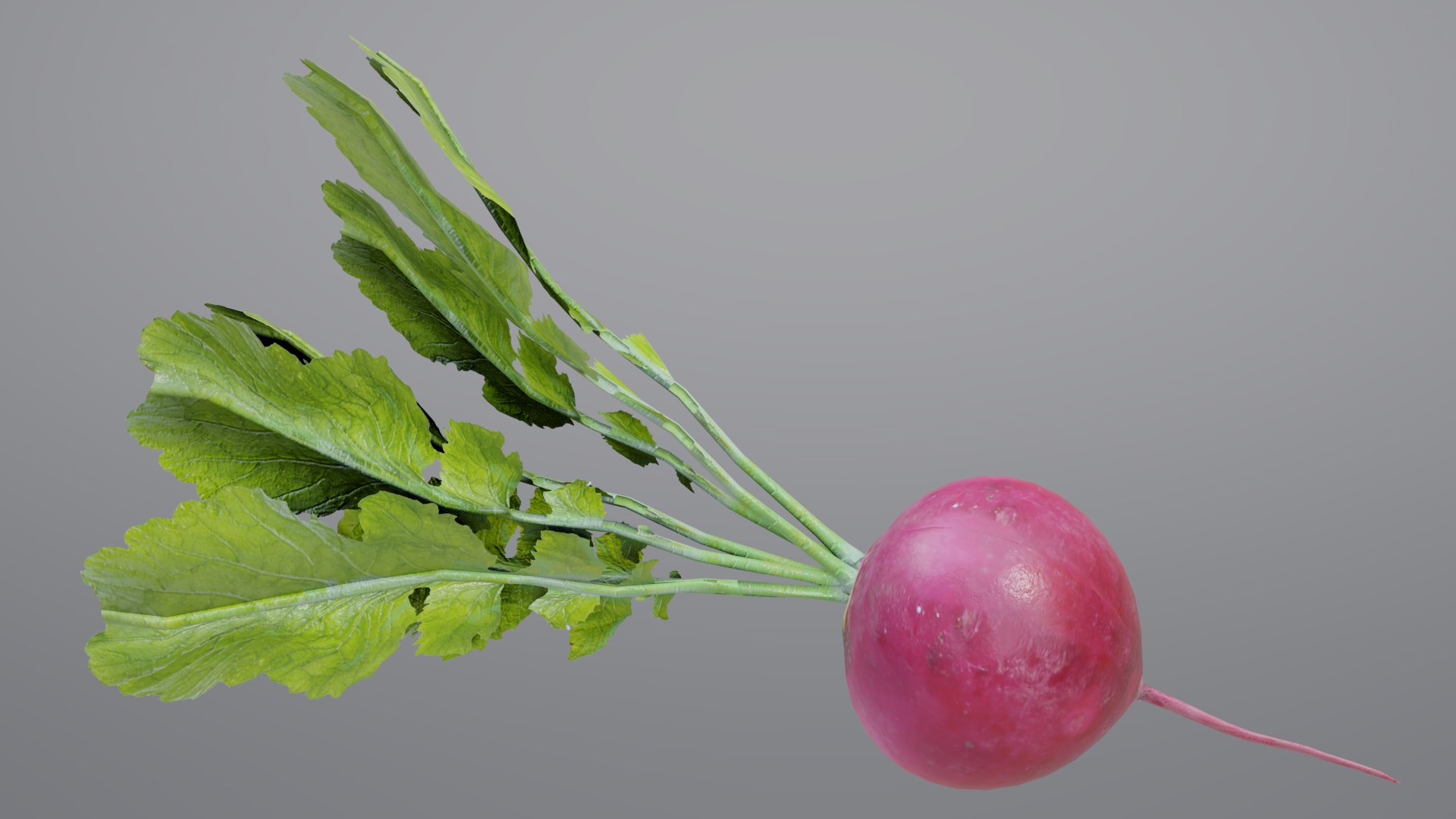 3D Radish - TurboSquid 1838003