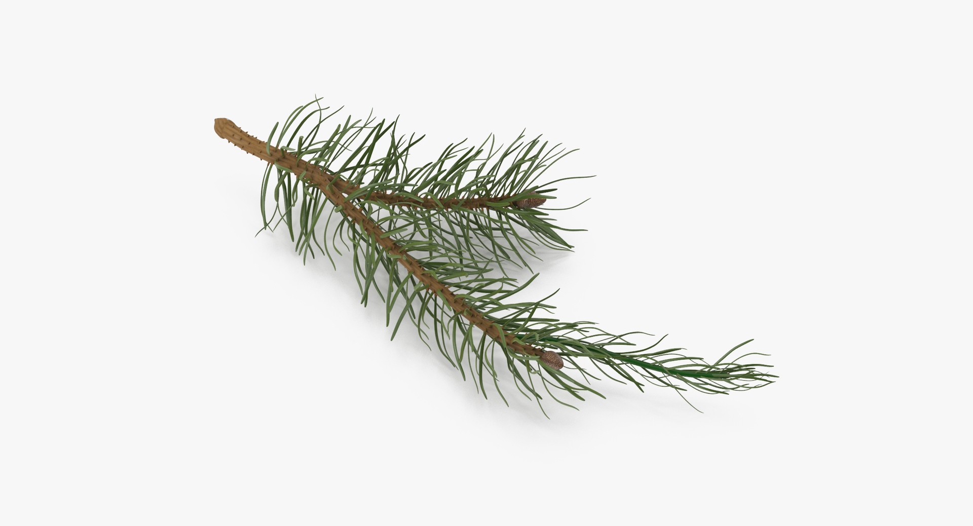3d model of pine tree 03