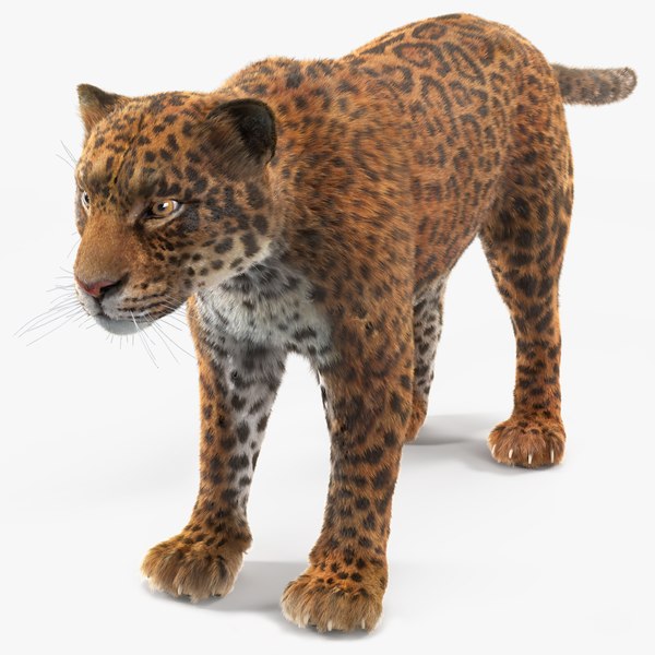 Jaguar 3D Models for Download | TurboSquid