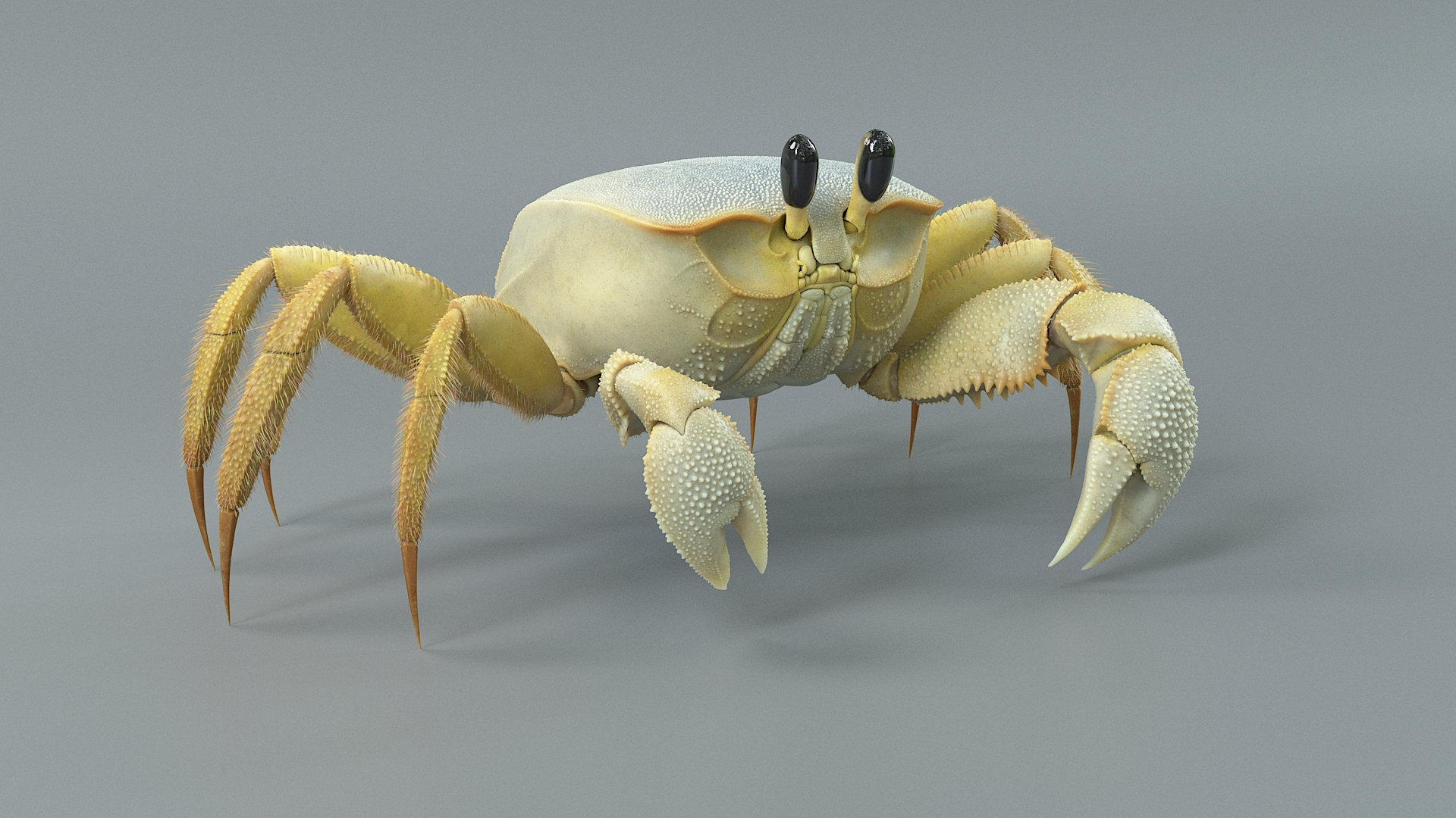 Ghost Crab 3D Model - TurboSquid 2388807