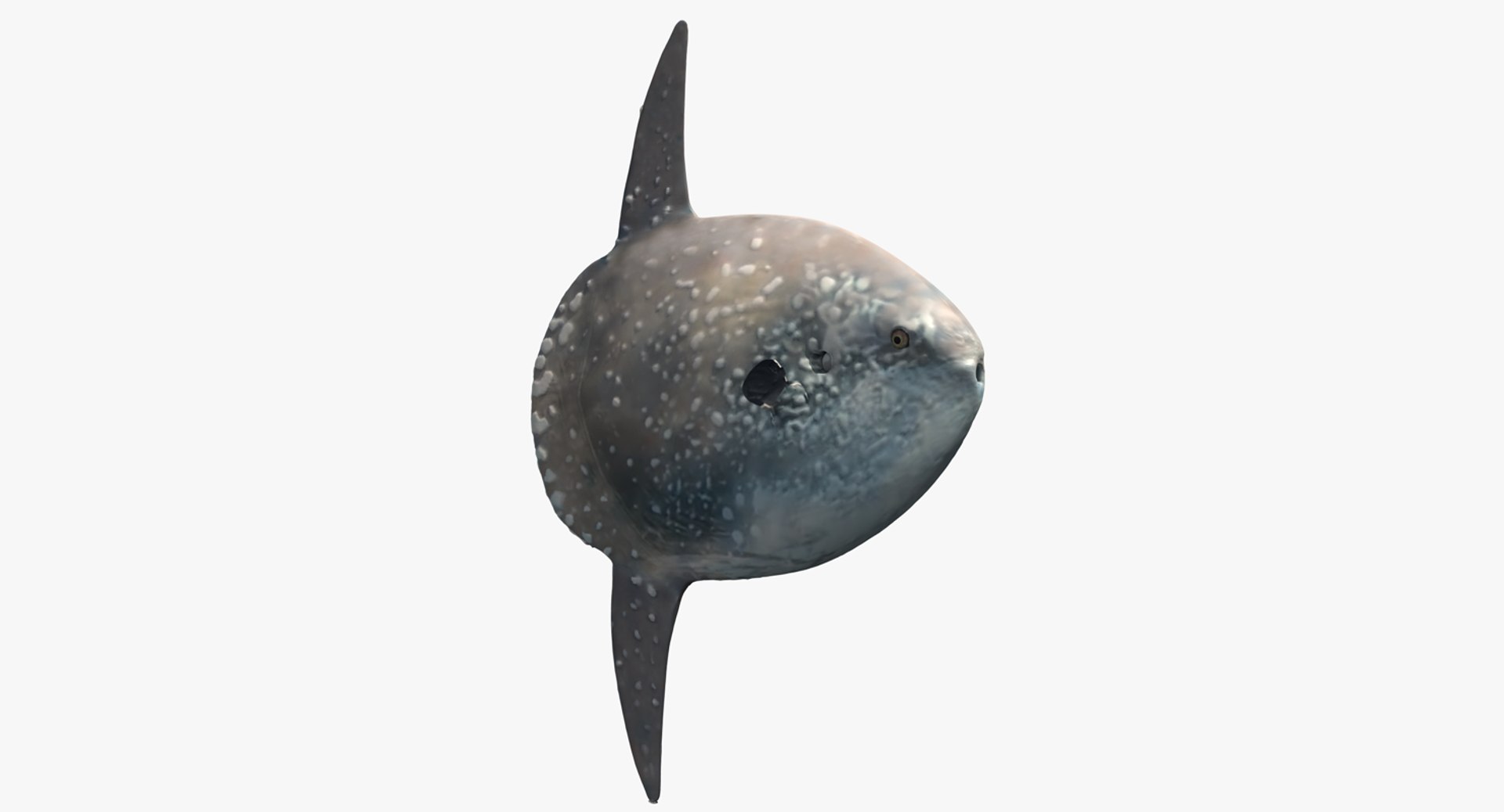 Hoodwinker Sunfish 3D - TurboSquid 1201489