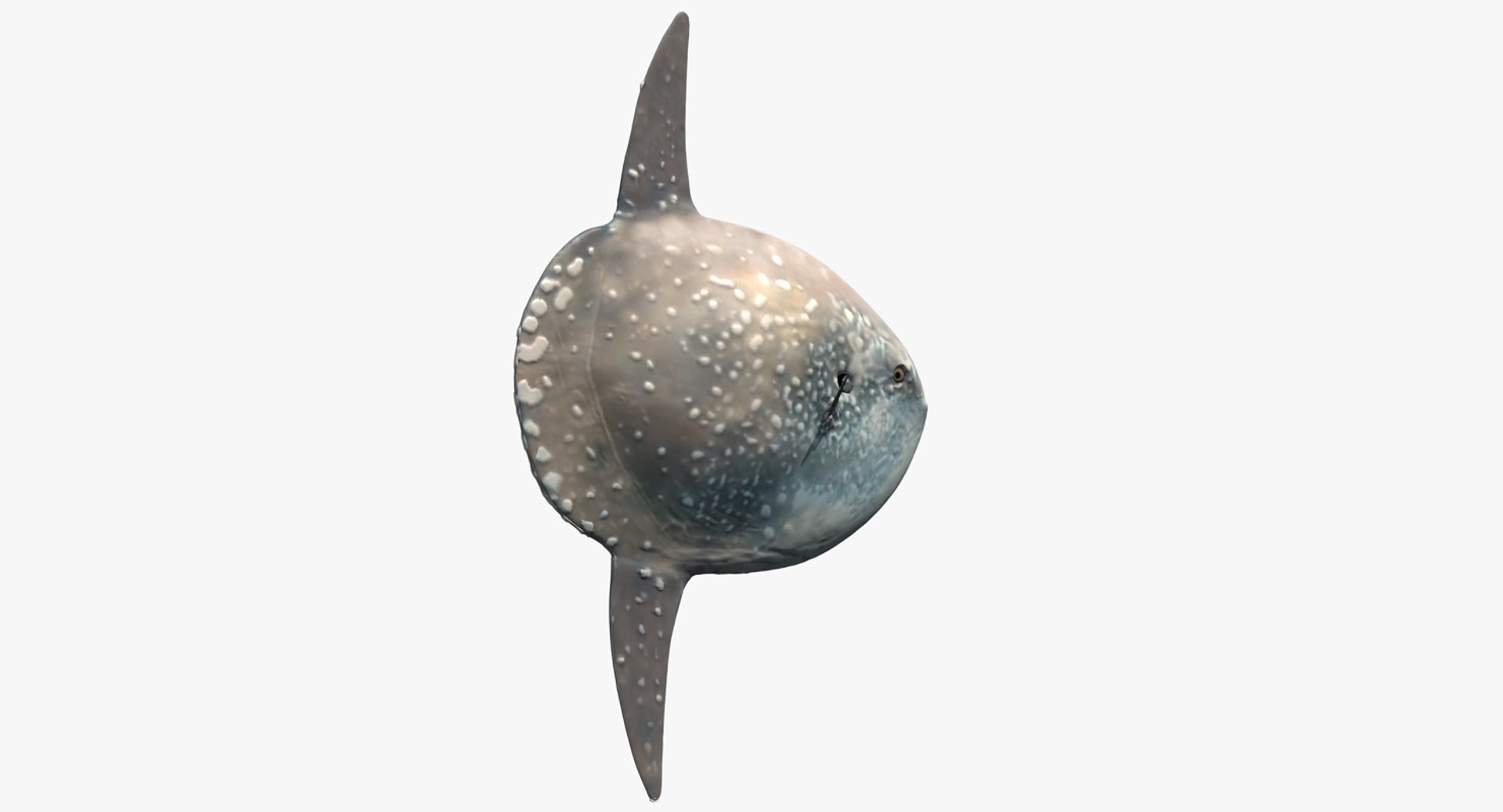 Hoodwinker Sunfish 3D - TurboSquid 1201489