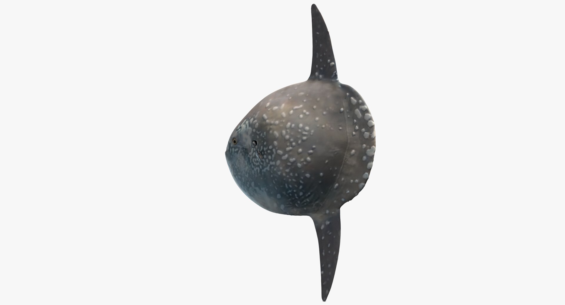 Hoodwinker Sunfish 3D - TurboSquid 1201489