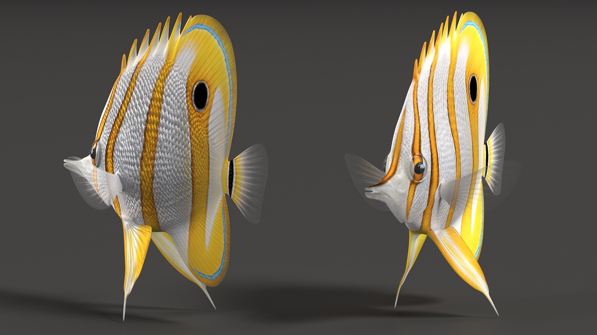 3D Copperband Butterflyfish - TurboSquid 1991744