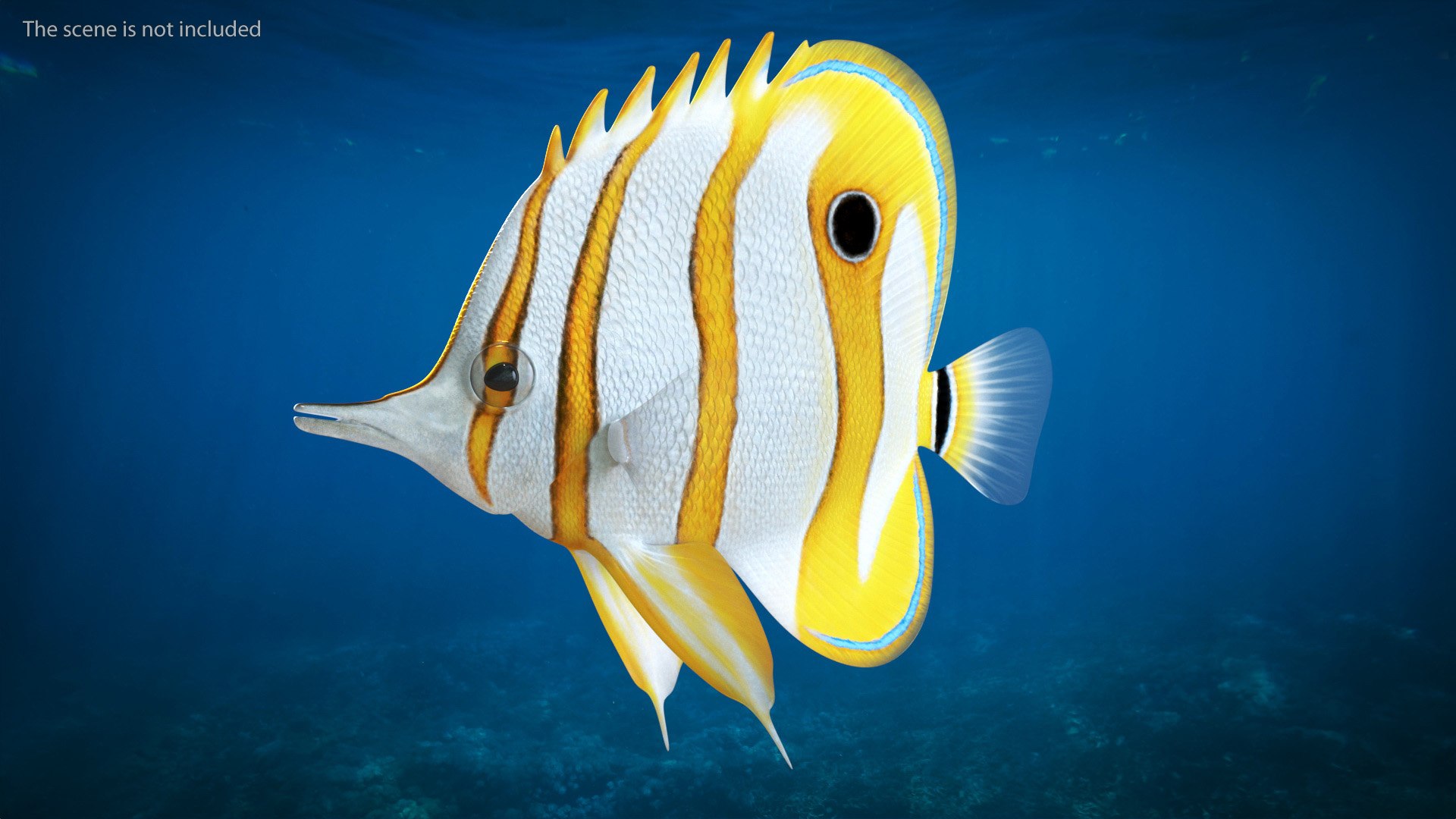 3D Copperband Butterflyfish - TurboSquid 1991744