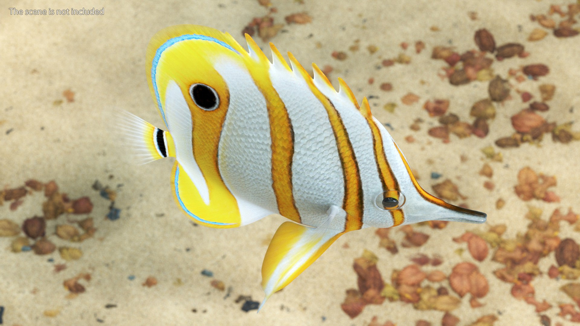 3D Copperband Butterflyfish - TurboSquid 1991744