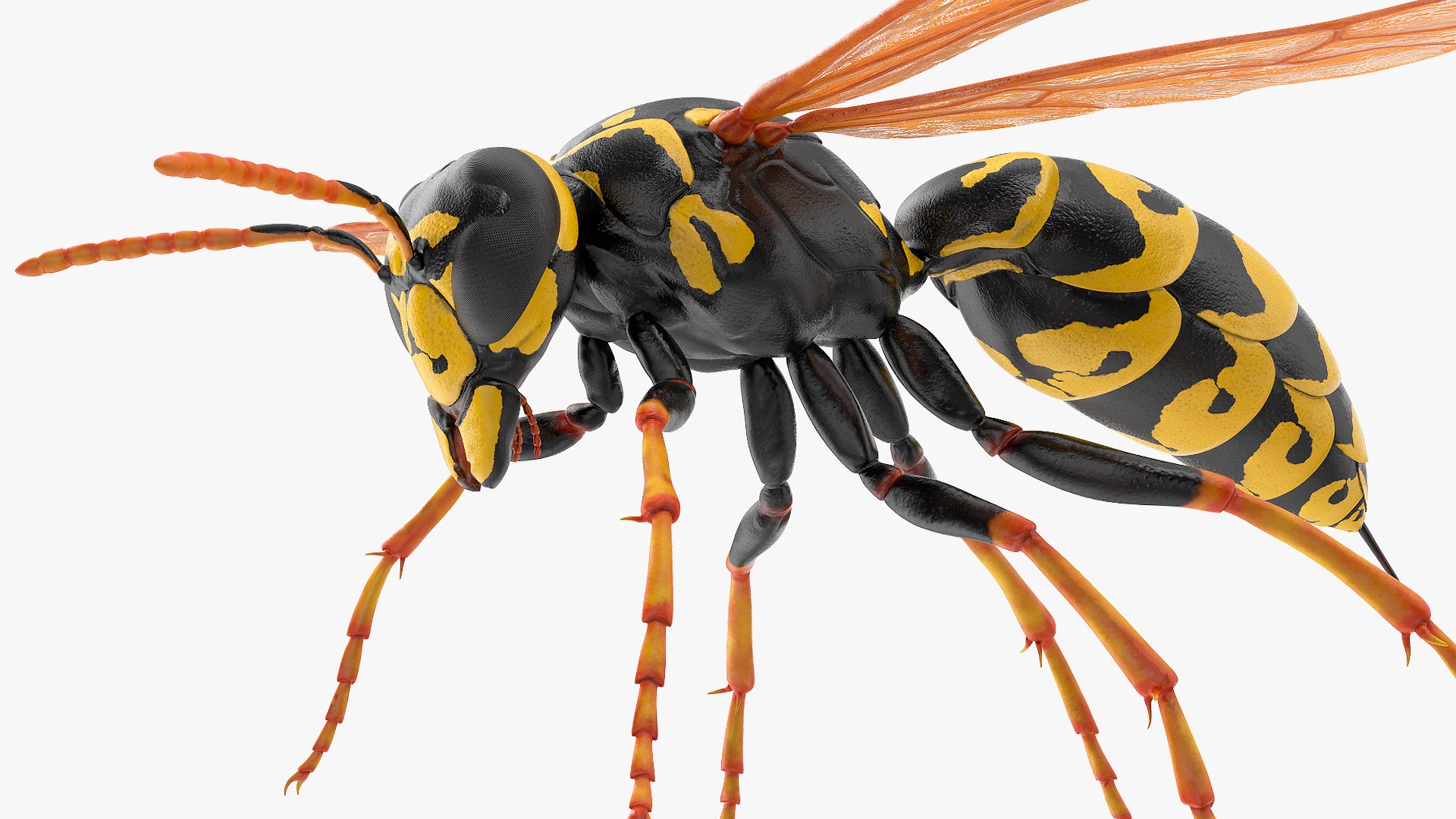 3D paper wasp rigged - TurboSquid 1632030