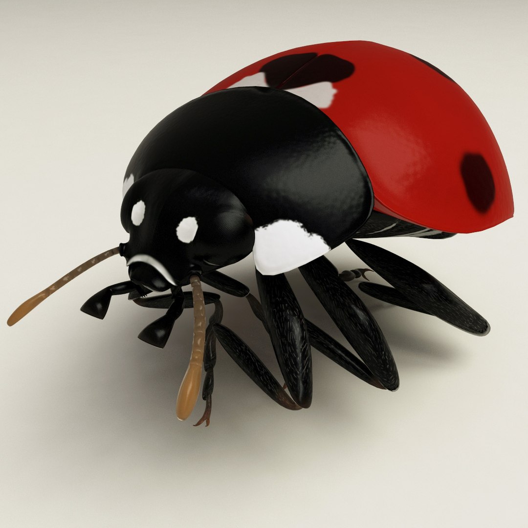 Ladybug Pose6 3d Max