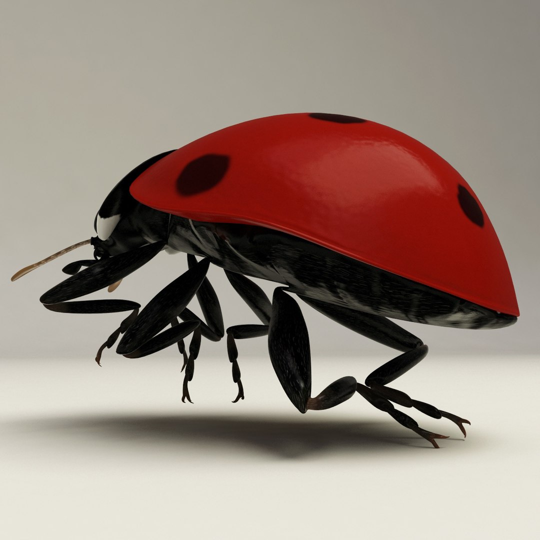 Ladybug Pose6 3d Max