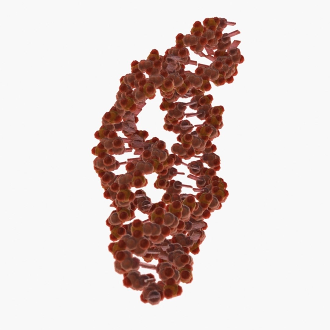 Hammerhead Ribozyme 3d Max