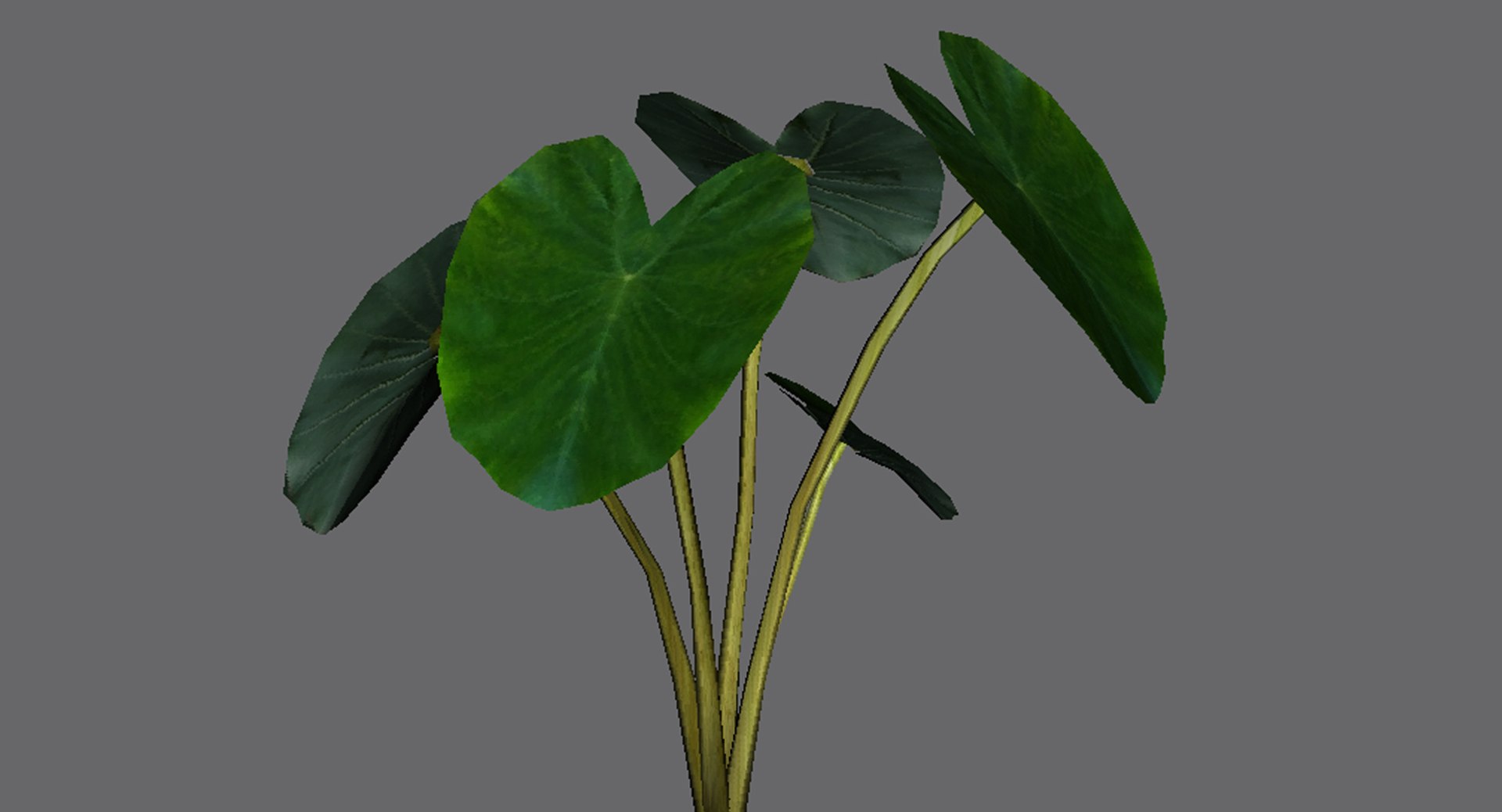 3D Taro Gabi Model - TurboSquid 1253873