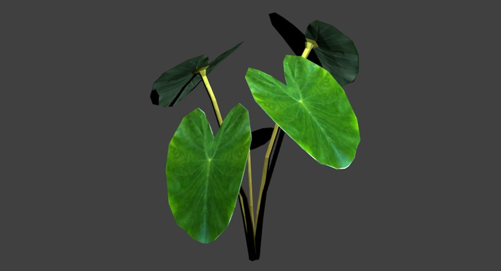 3D Taro Gabi Model - TurboSquid 1253873