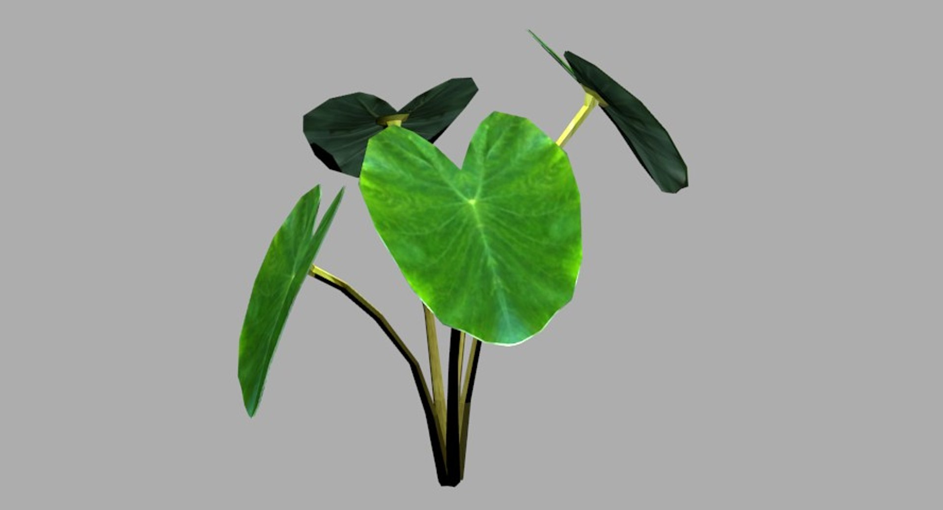 3D Taro Gabi Model - TurboSquid 1253873