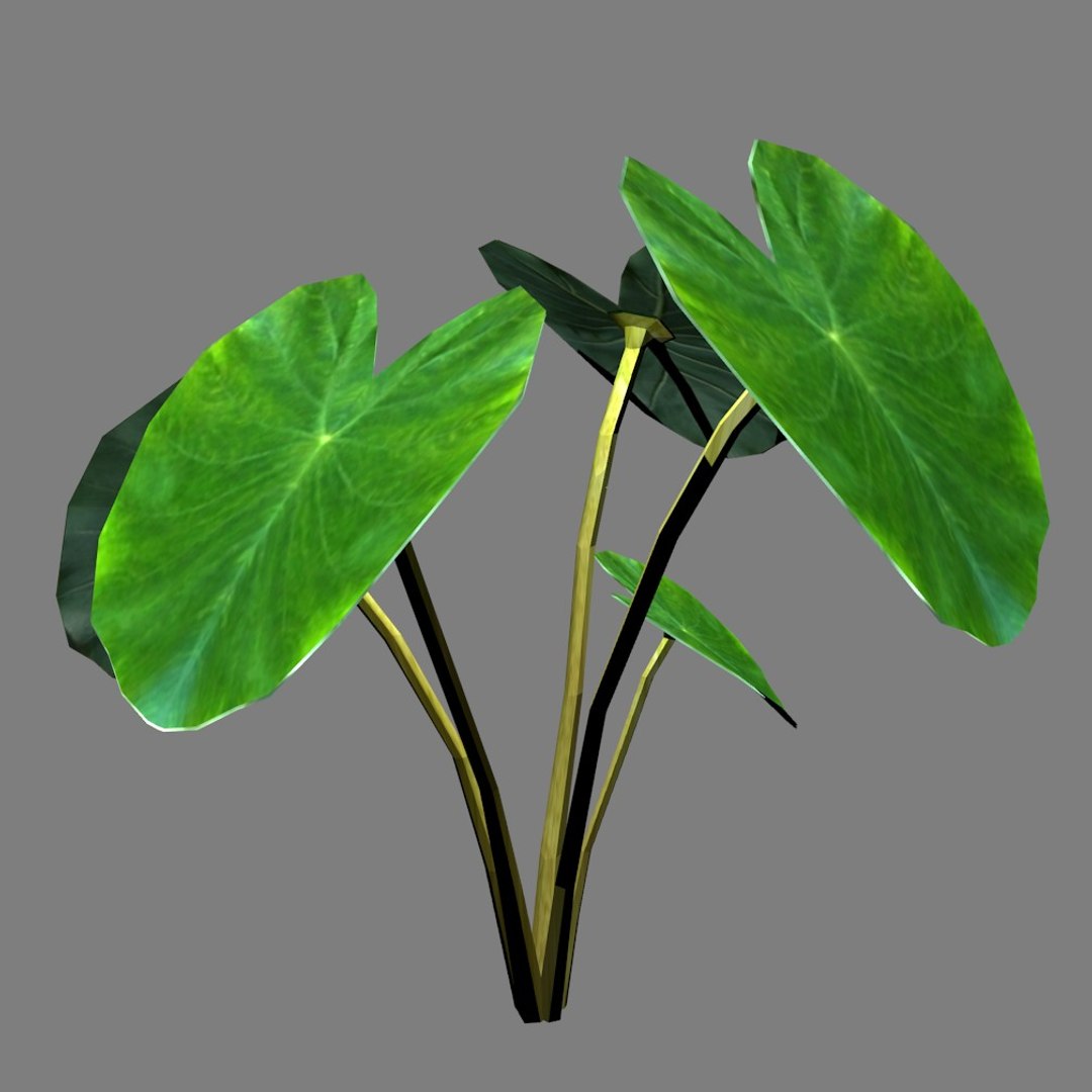 3D Taro Gabi Model - TurboSquid 1253873