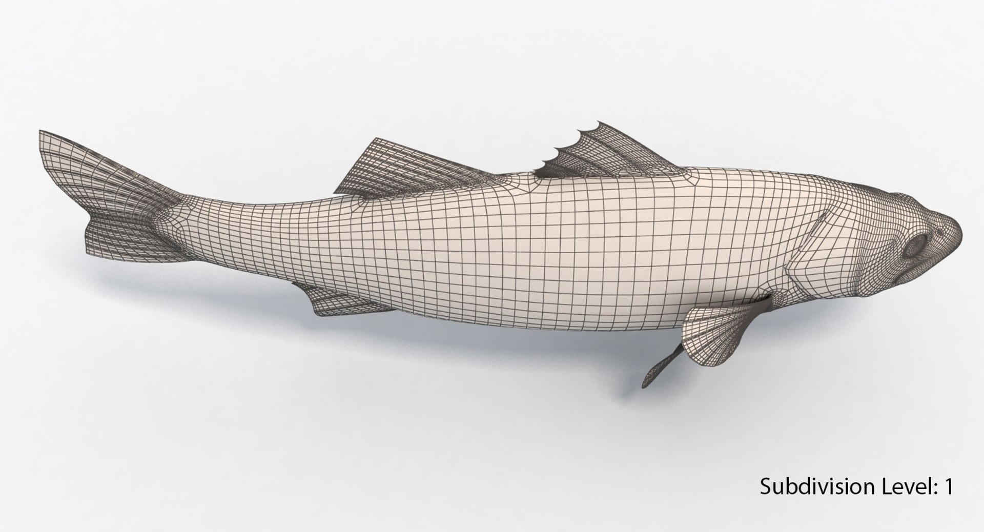 3d model sea bass fish animation