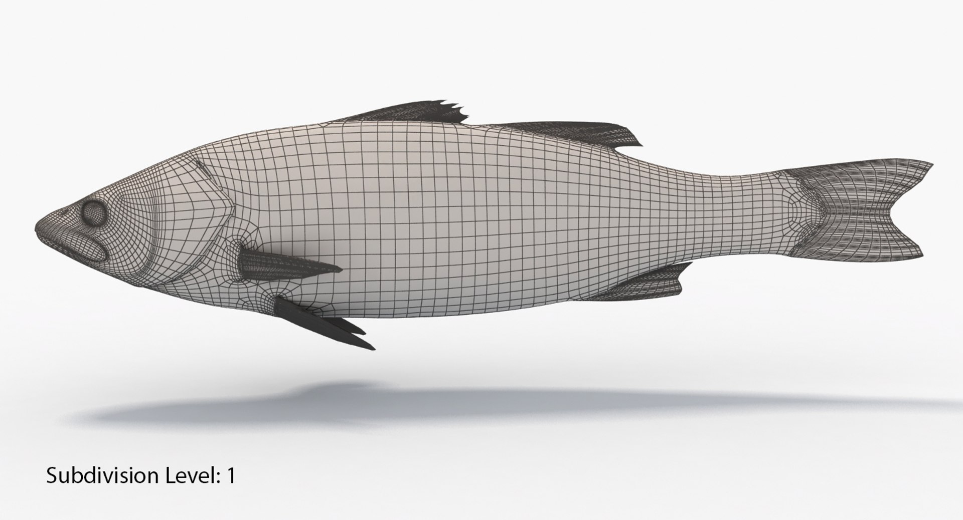 3d model sea bass fish animation