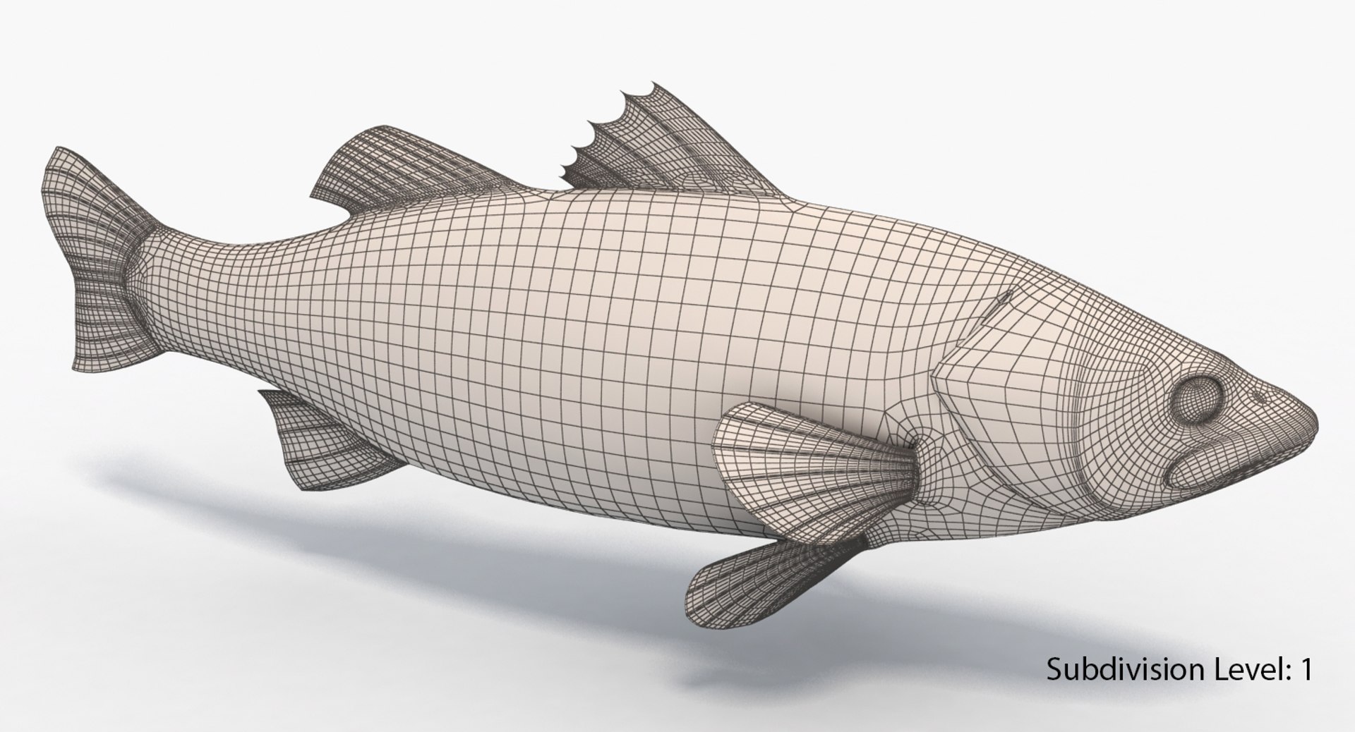 3d model sea bass fish animation