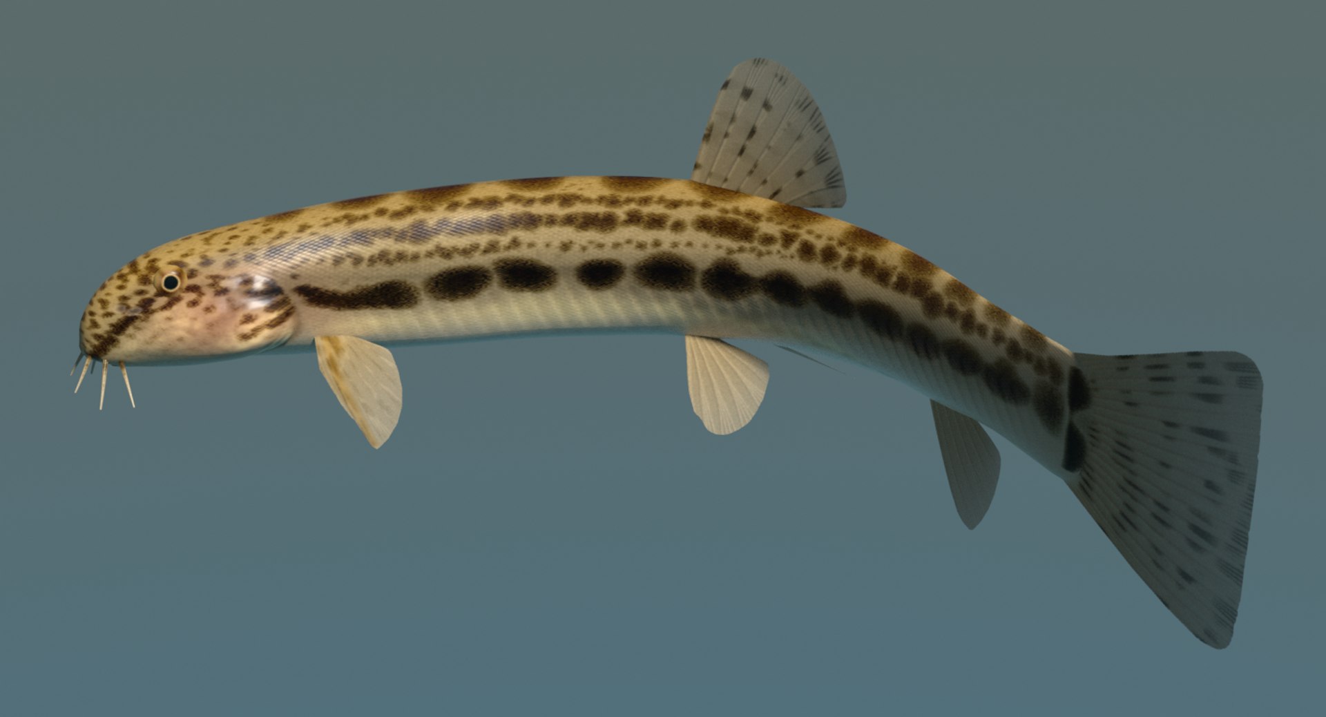 3d japanese striped loach sima