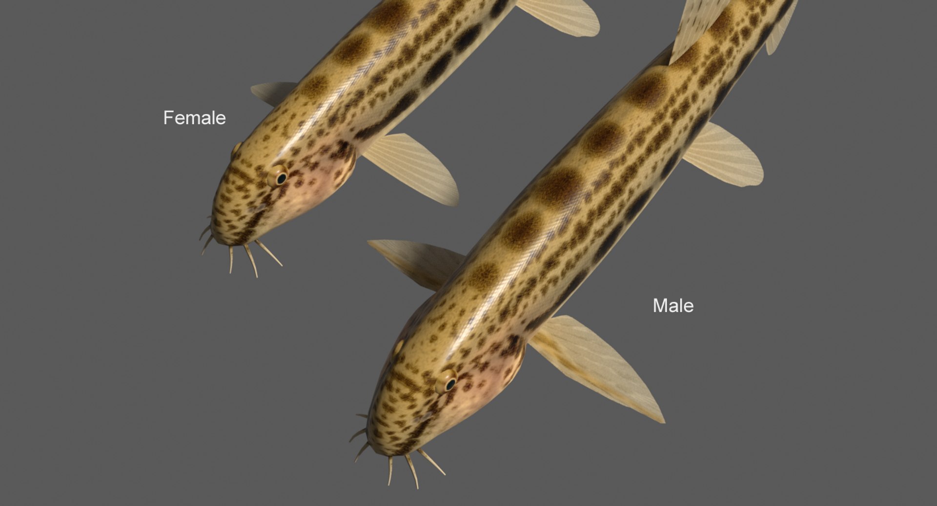 3d japanese striped loach sima