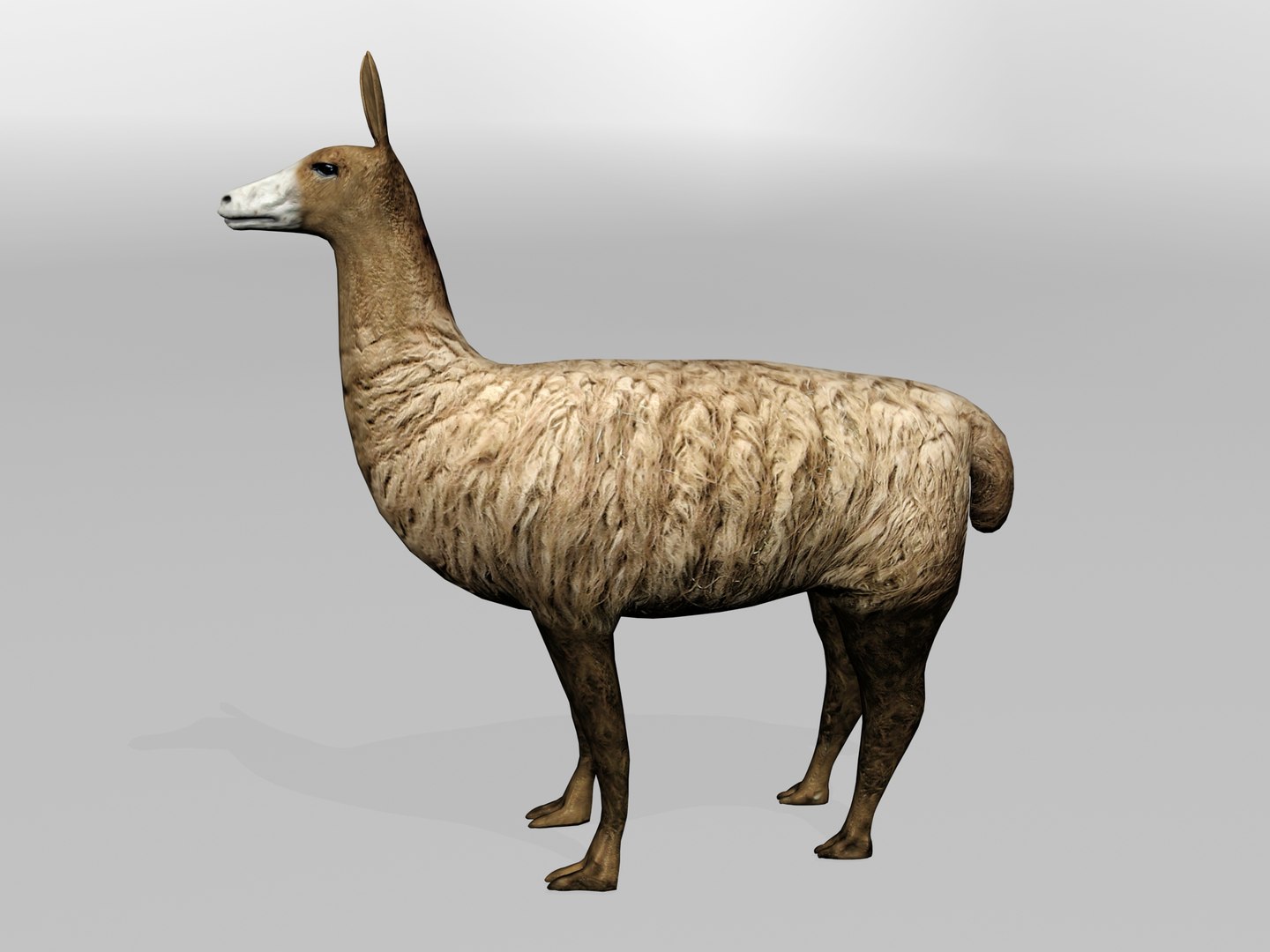 3d Model Llama Lama