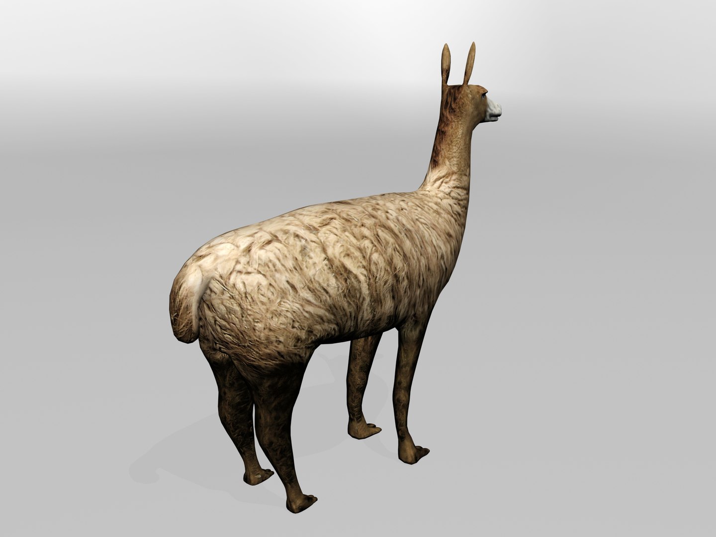 3d Model Llama Lama
