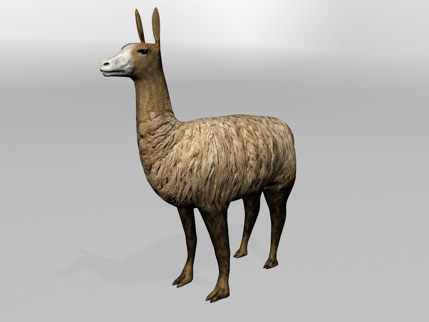 3d Model Llama Lama