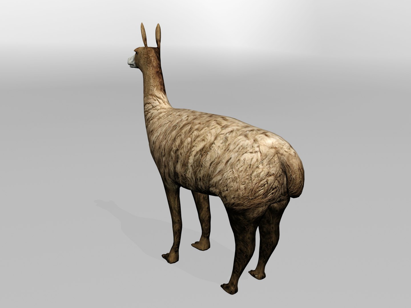 3d Model Llama Lama