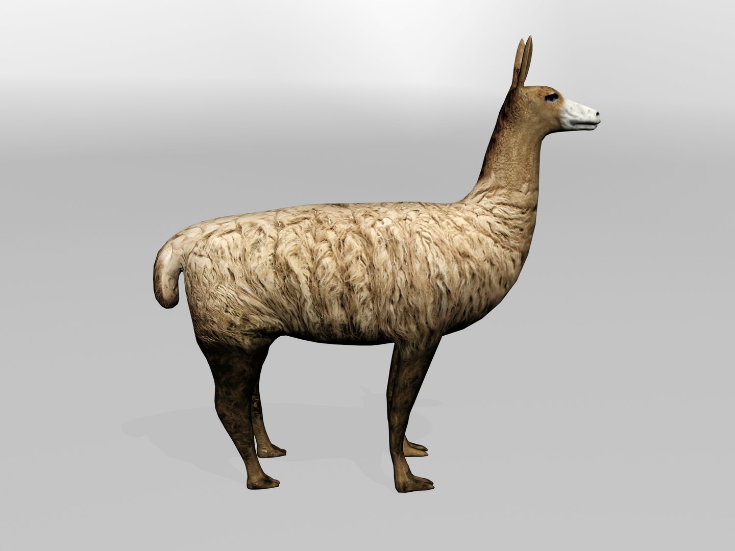 3d Model Llama Lama