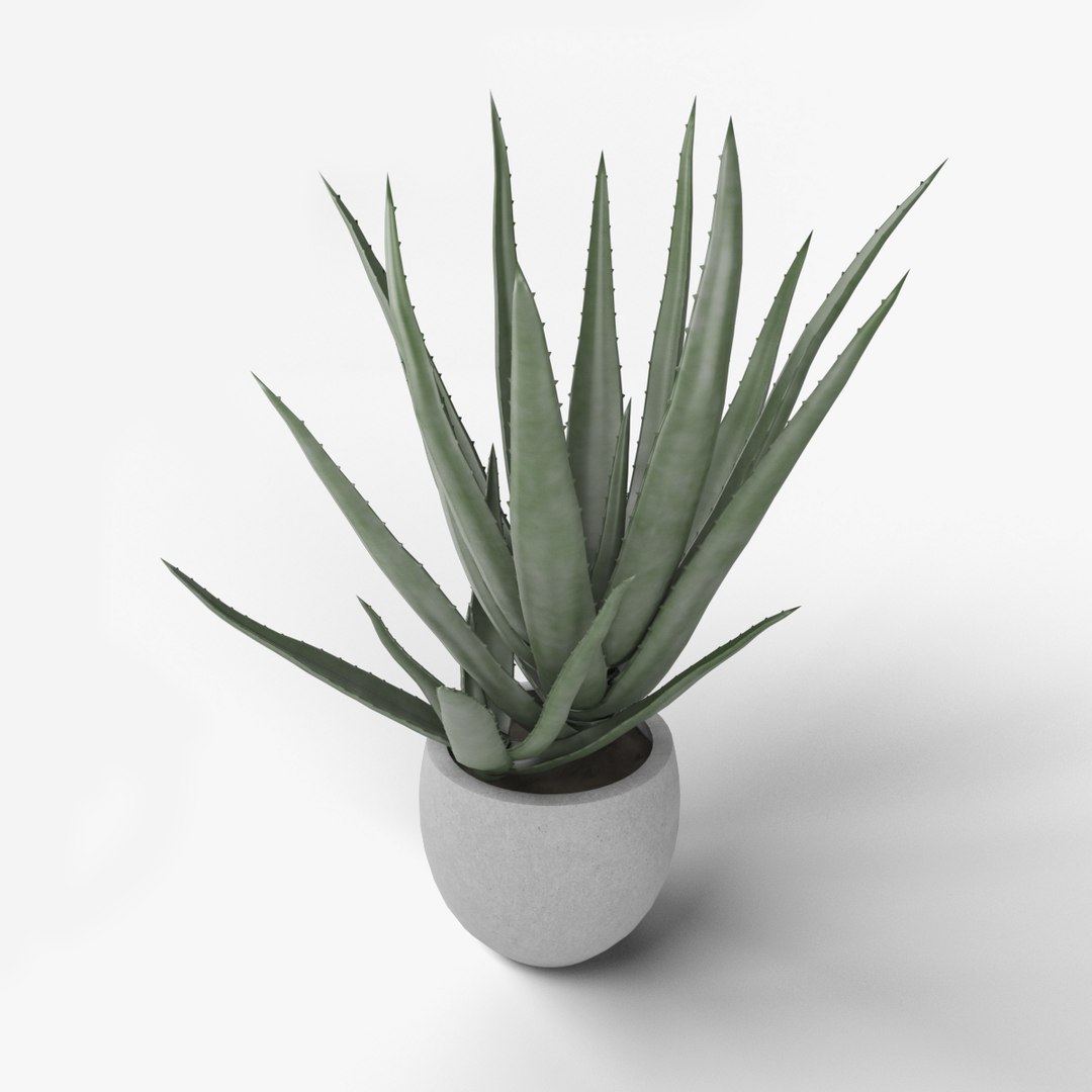 3D Aloe Vera Model - TurboSquid 1387024