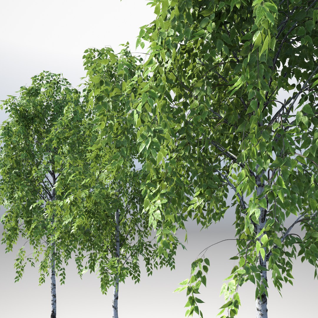 Archtrees Trees 3d Model