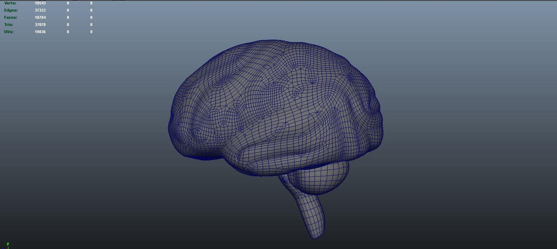 Stages Of Brain Development Before Birth Model - TurboSquid 1826826