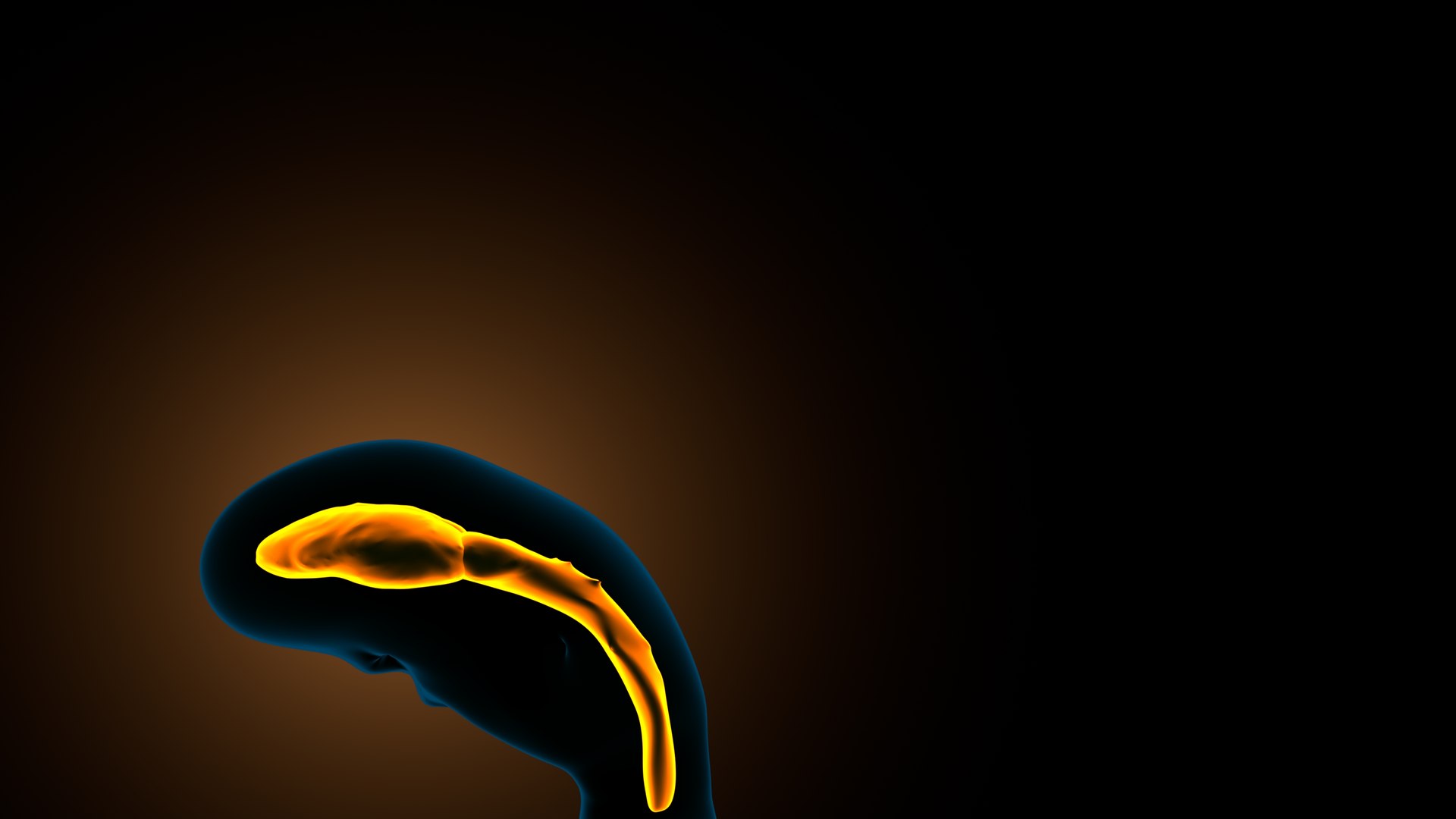 Stages Of Brain Development Before Birth Model - TurboSquid 1826826