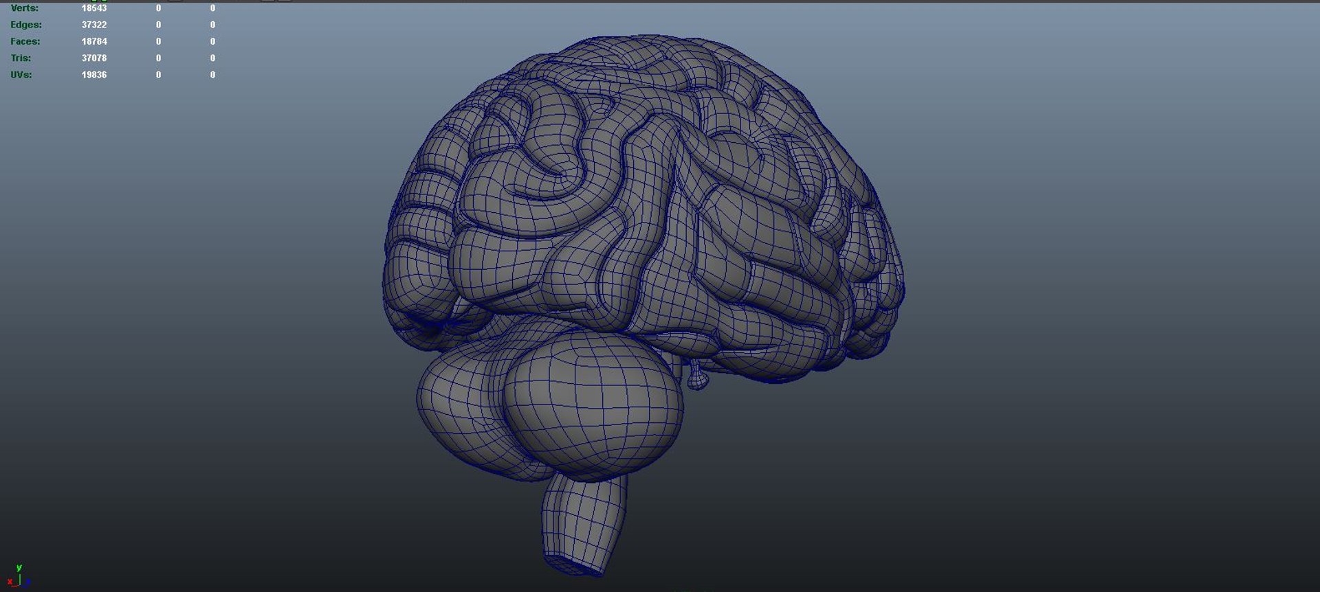 Stages Of Brain Development Before Birth Model - TurboSquid 1826826