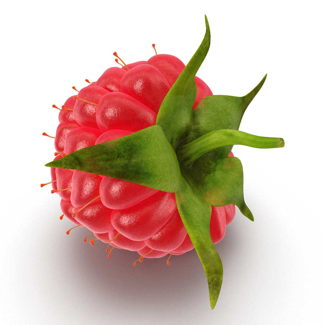 ripe raspberry modeled 3d model