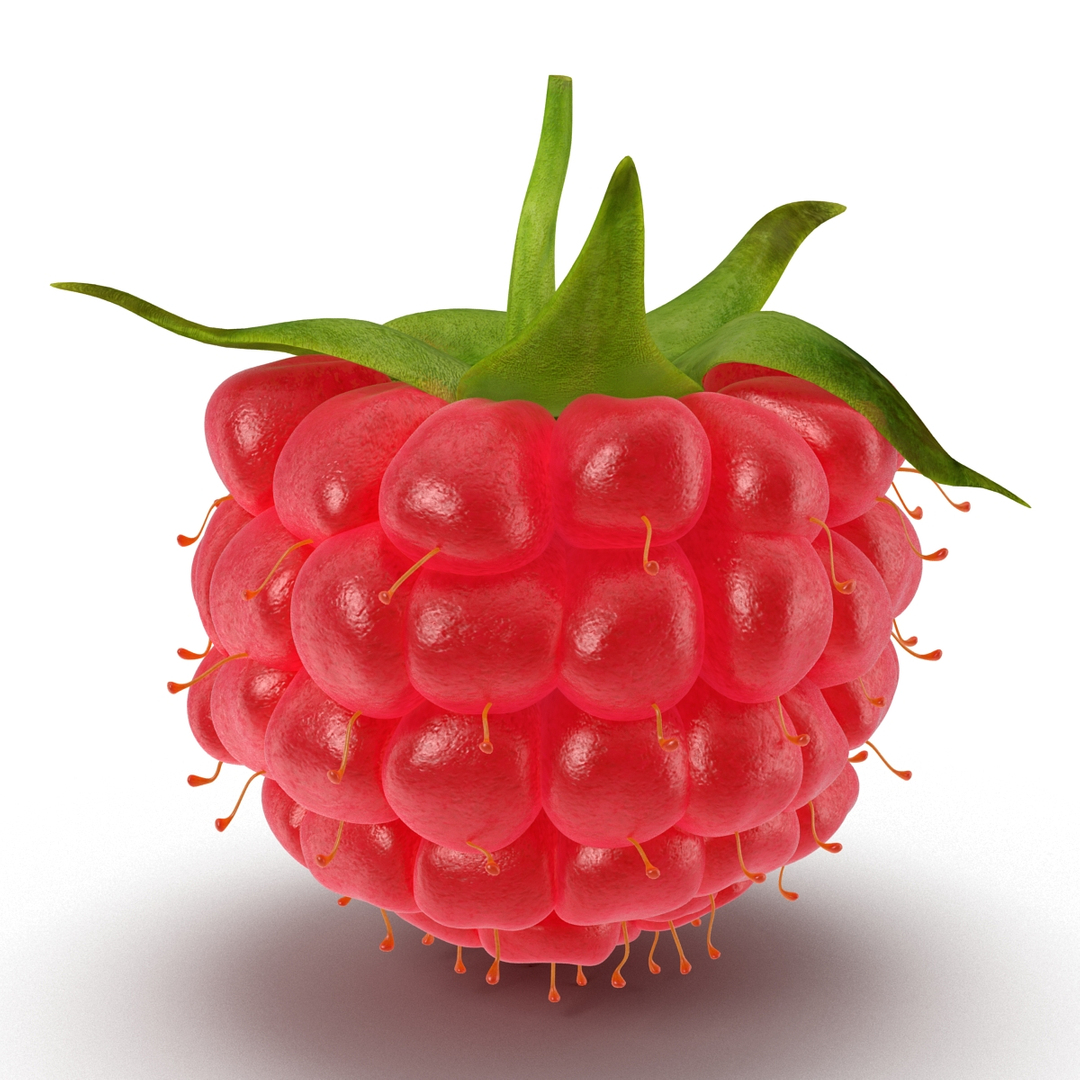 ripe raspberry modeled 3d model