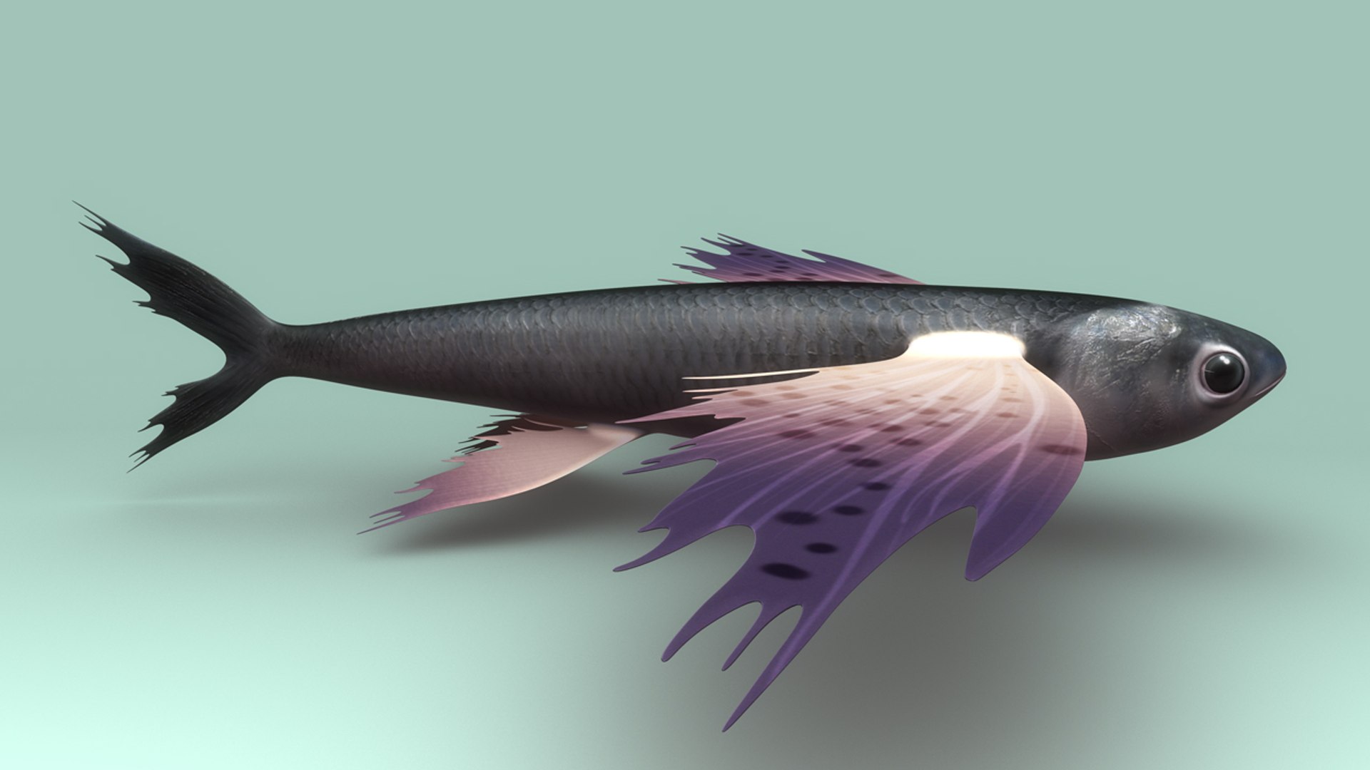 Ma Exocoetus Rigged