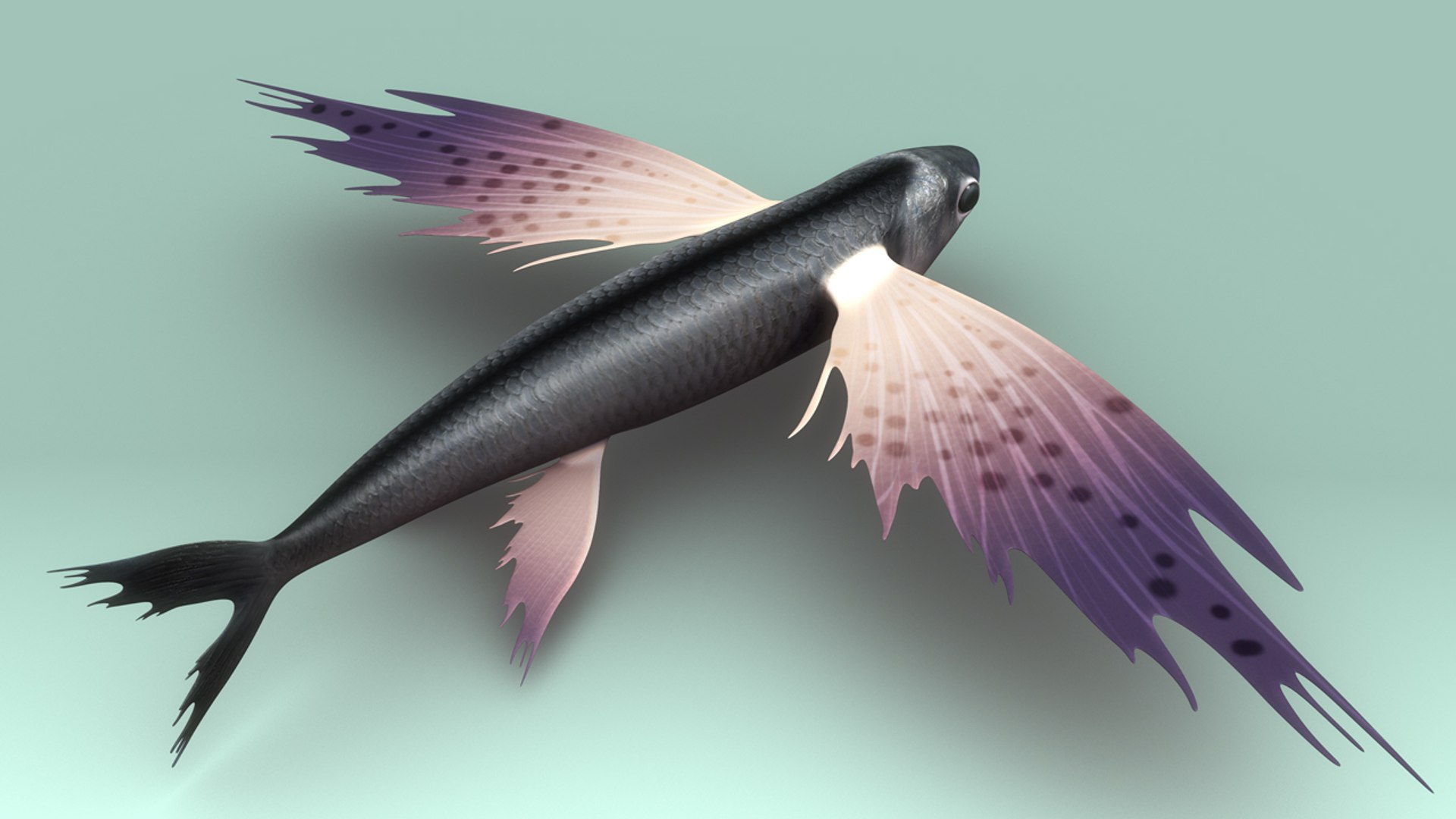 Ma Exocoetus Rigged