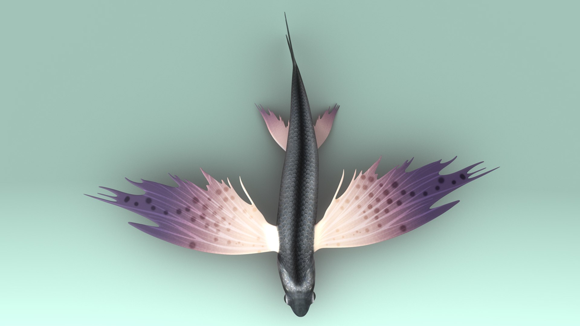 Ma Exocoetus Rigged