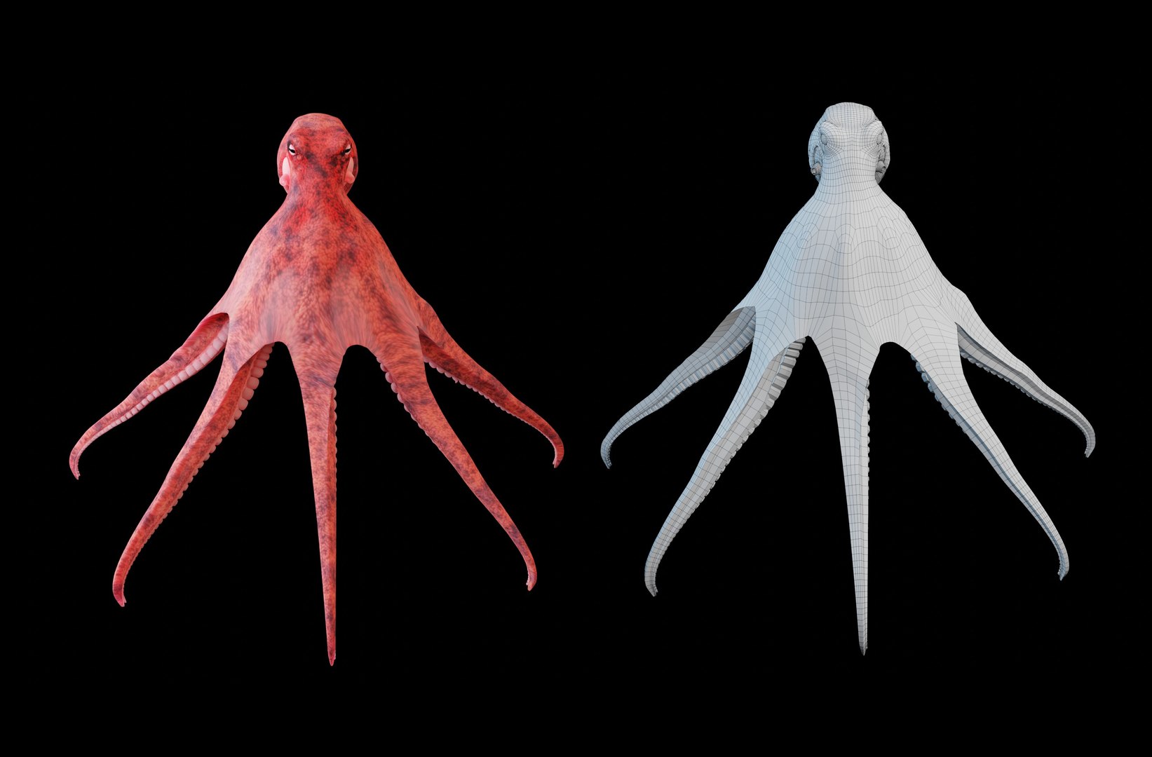 3D Giant Pacific Octopus Model - TurboSquid 1983823