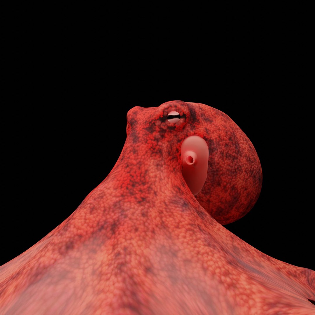 3D Giant Pacific Octopus Model - TurboSquid 1983823