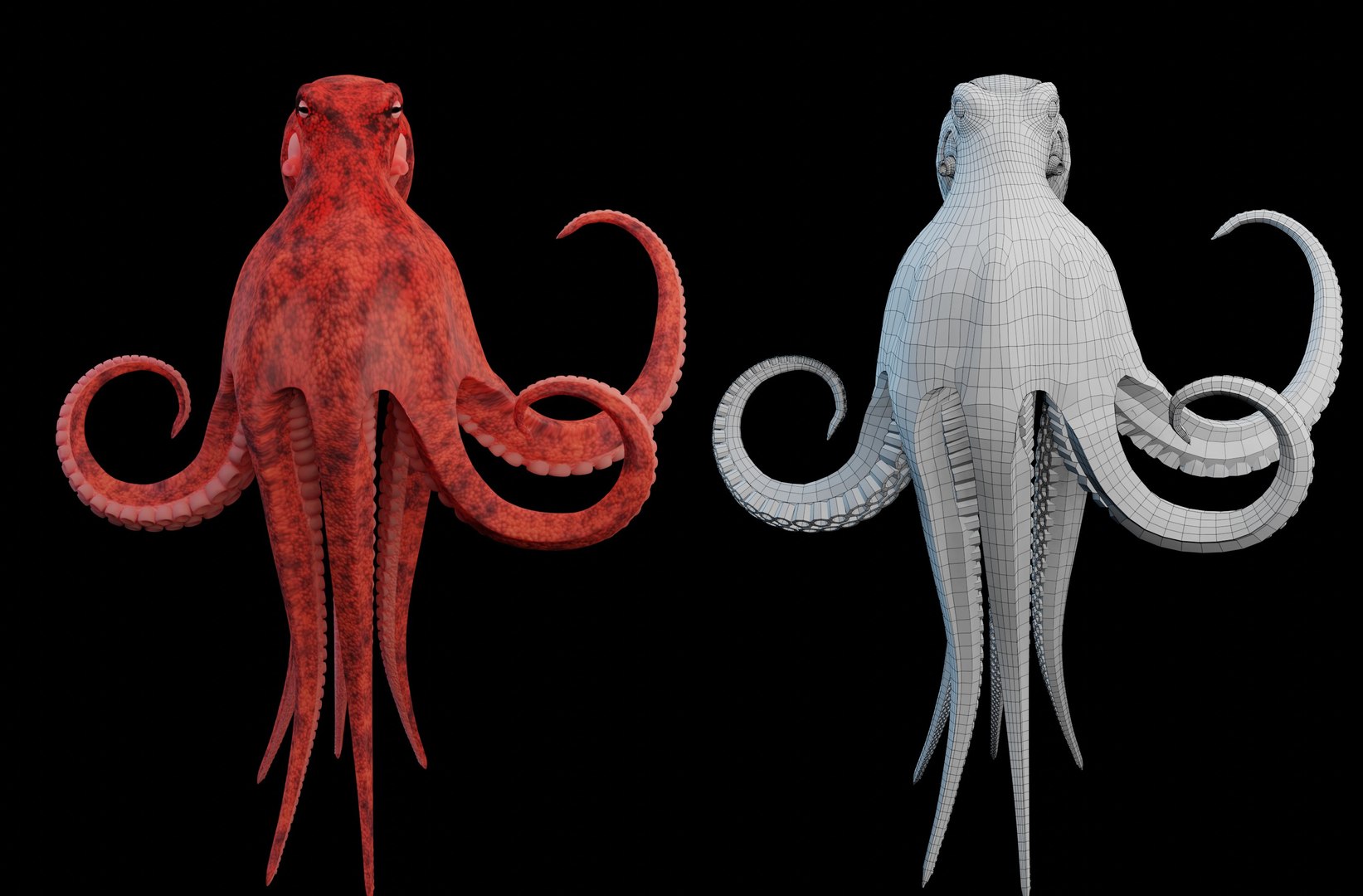 3D Giant Pacific Octopus Model - TurboSquid 1983823