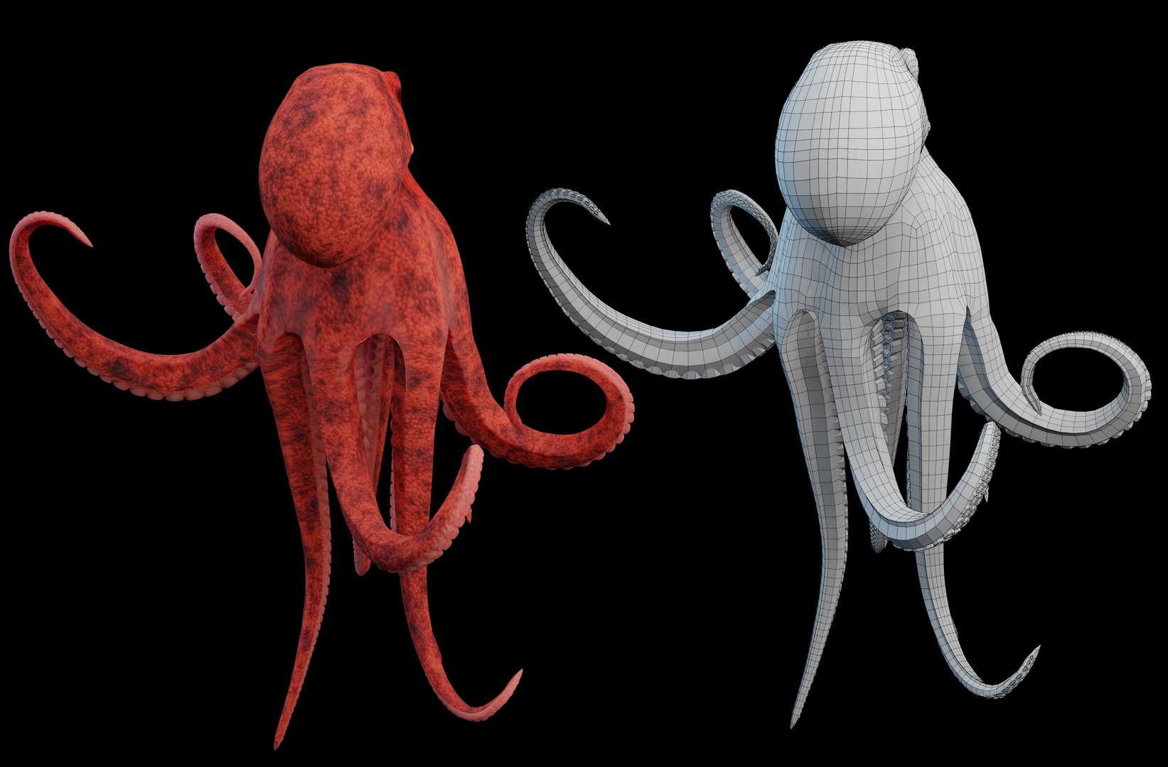 3D Giant Pacific Octopus Model - TurboSquid 1983823