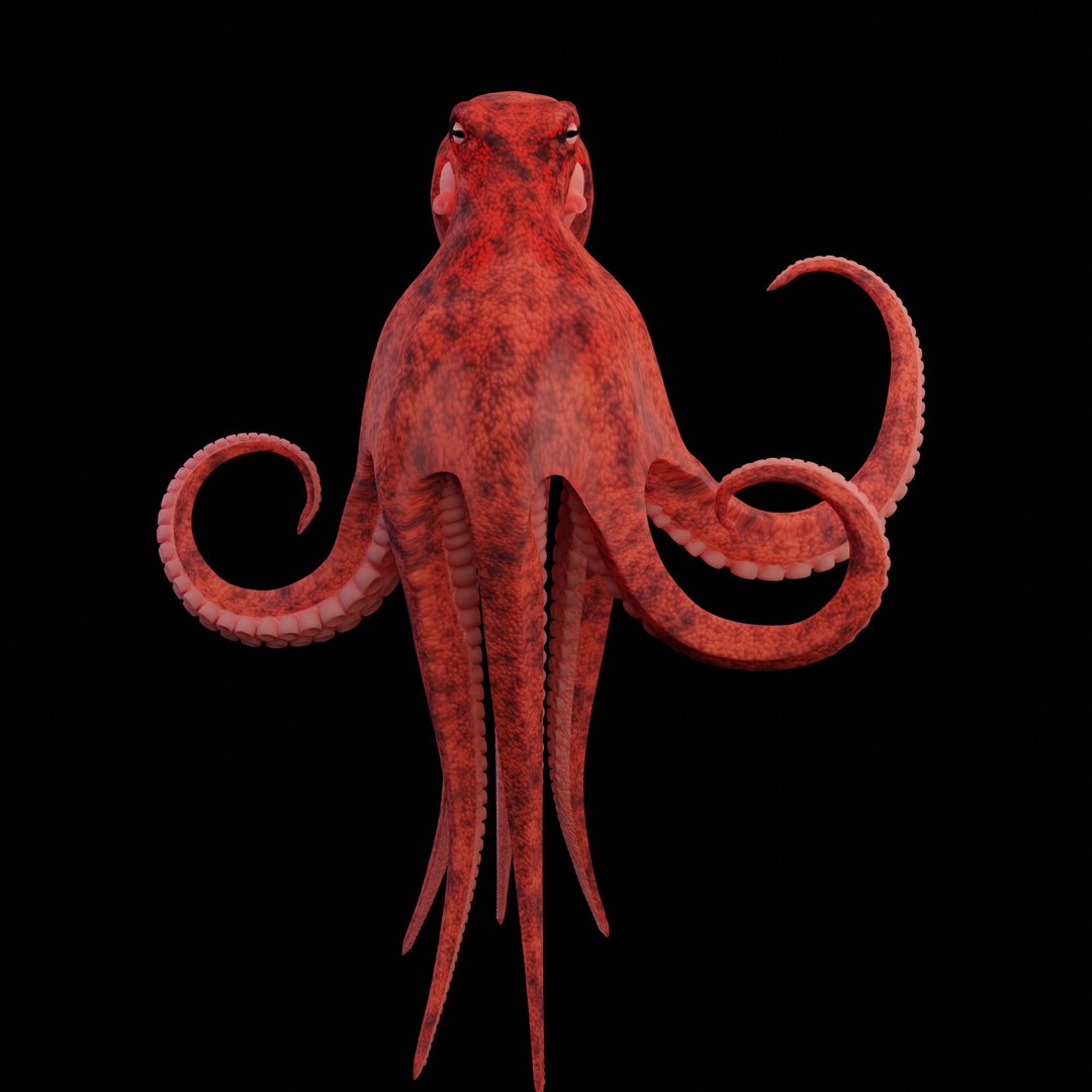 3D Giant Pacific Octopus model - TurboSquid 1983823