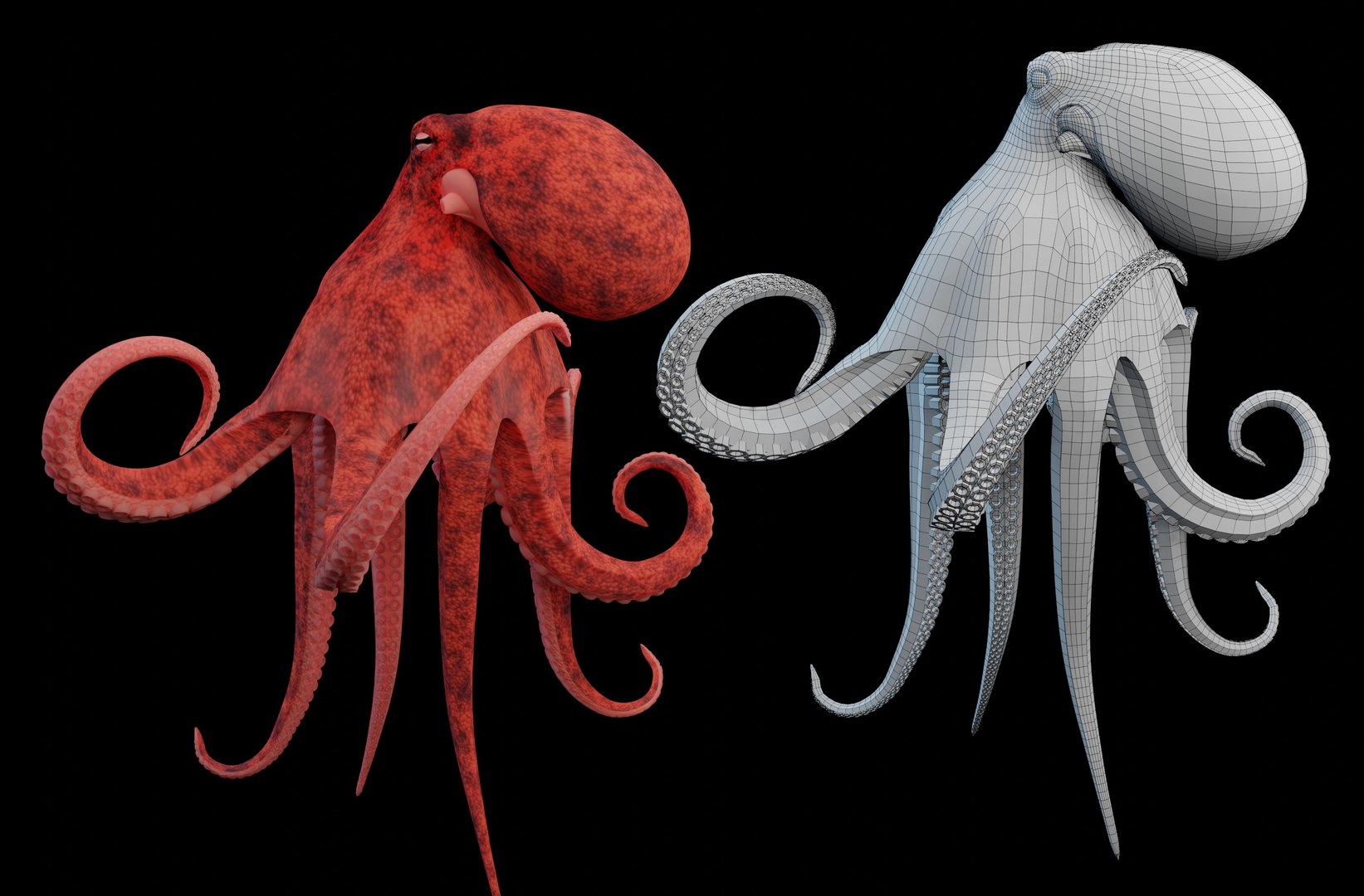 3D Giant Pacific Octopus Model - TurboSquid 1983823