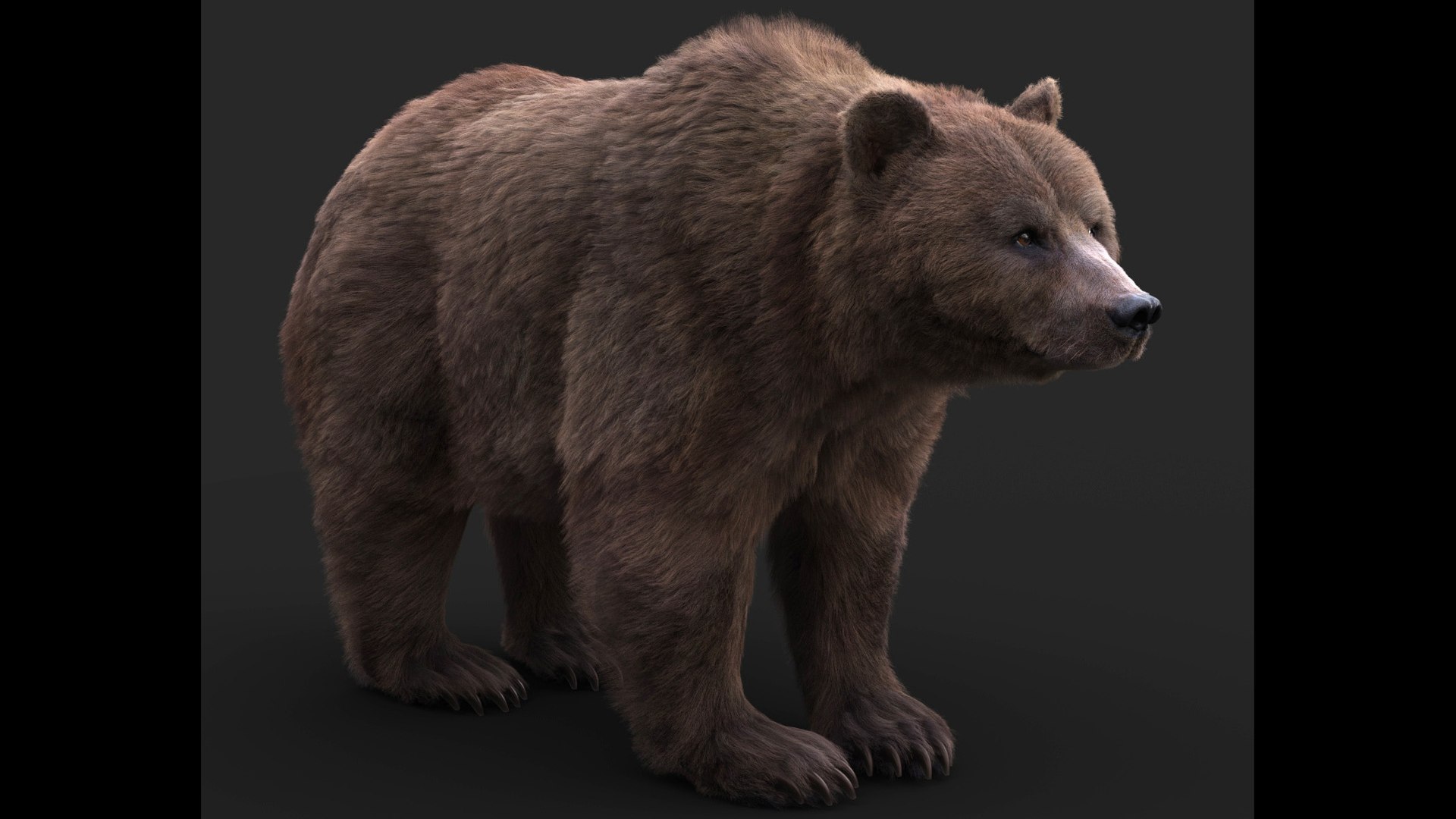 3D BEAR XGEN-CORE Model - TurboSquid 1722621