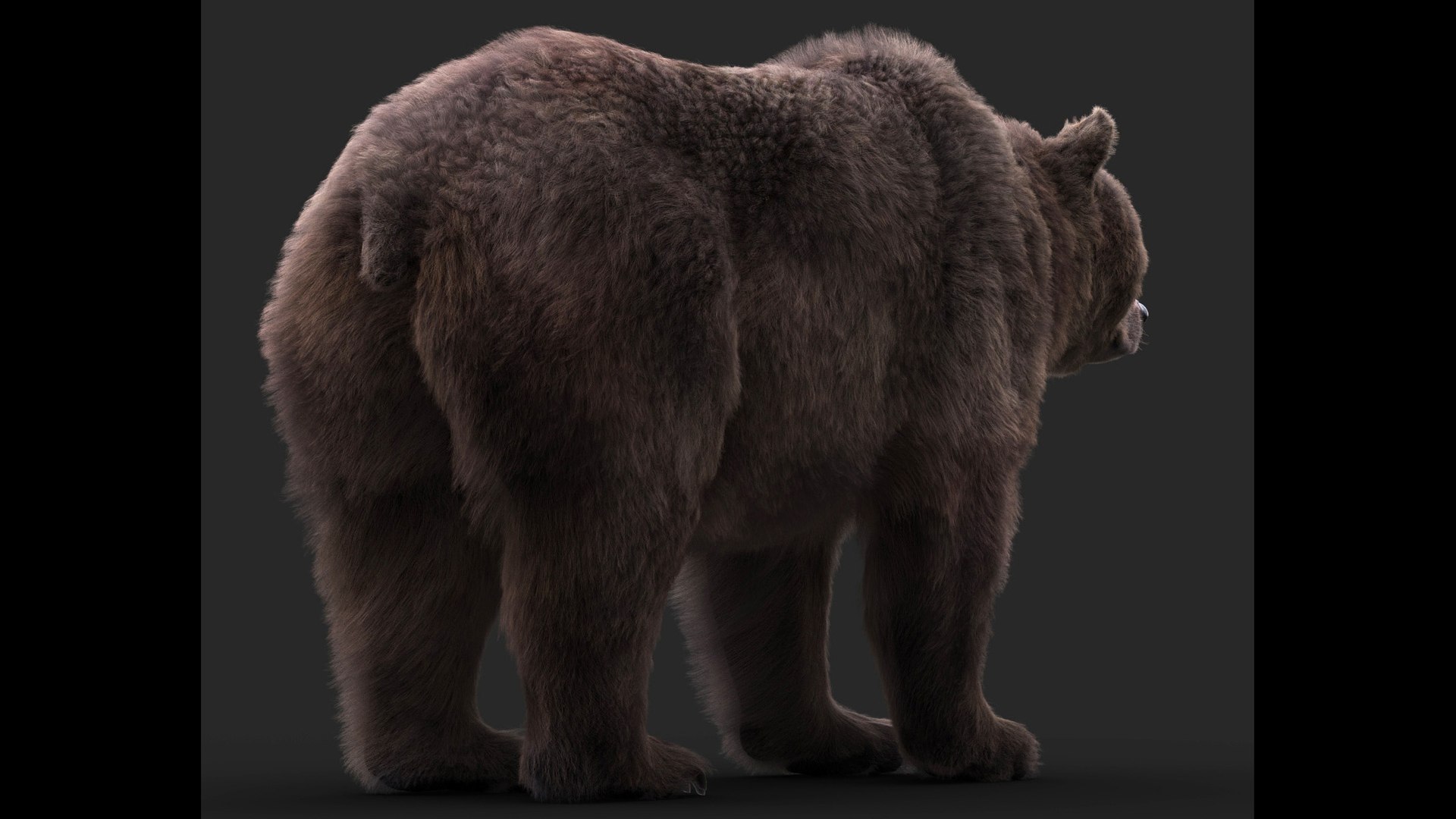 3D BEAR XGEN-CORE Model - TurboSquid 1722621