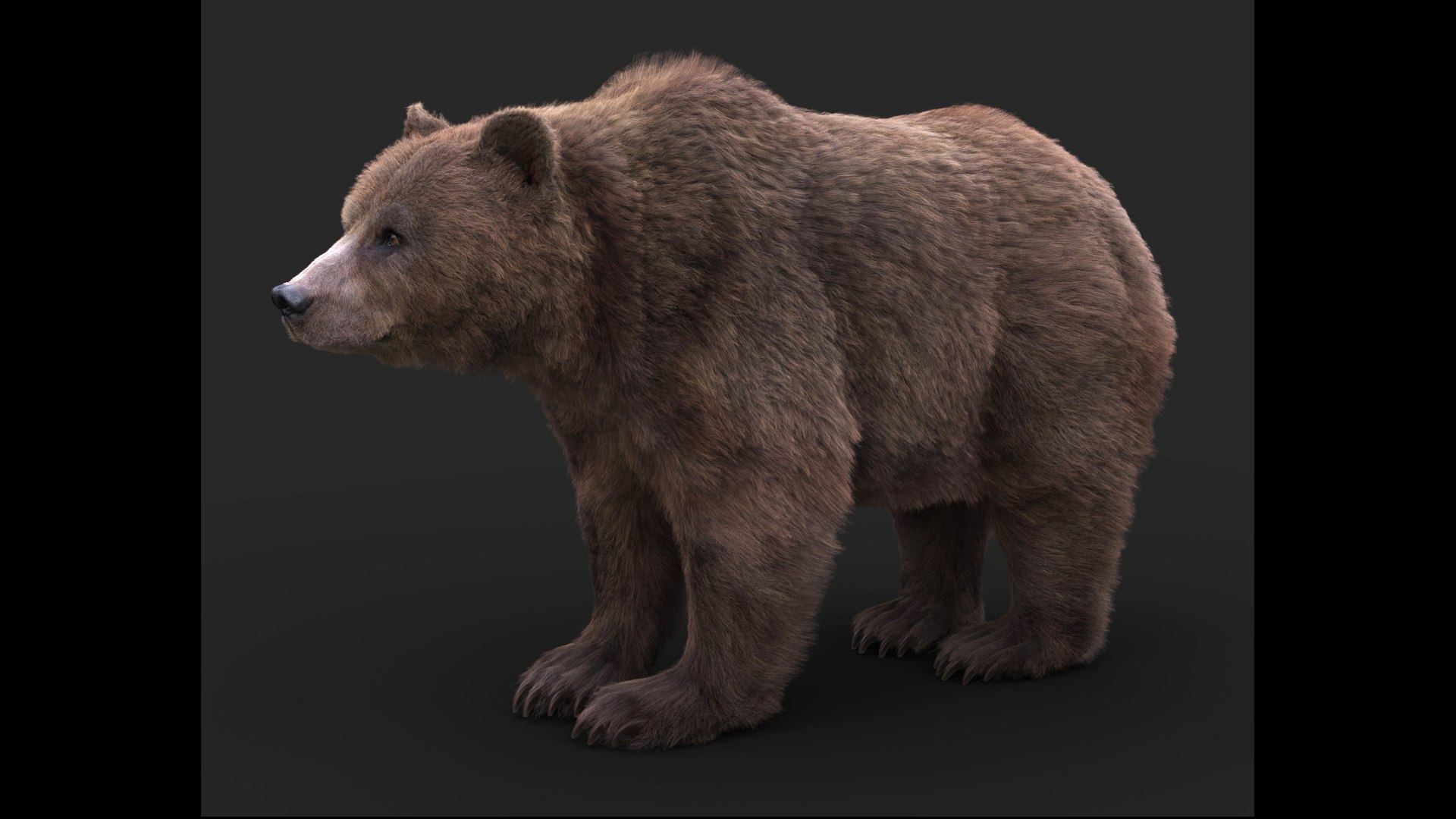 3D BEAR XGEN-CORE Model - TurboSquid 1722621
