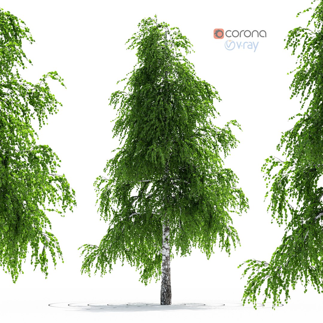 Birch Tree 3d Max