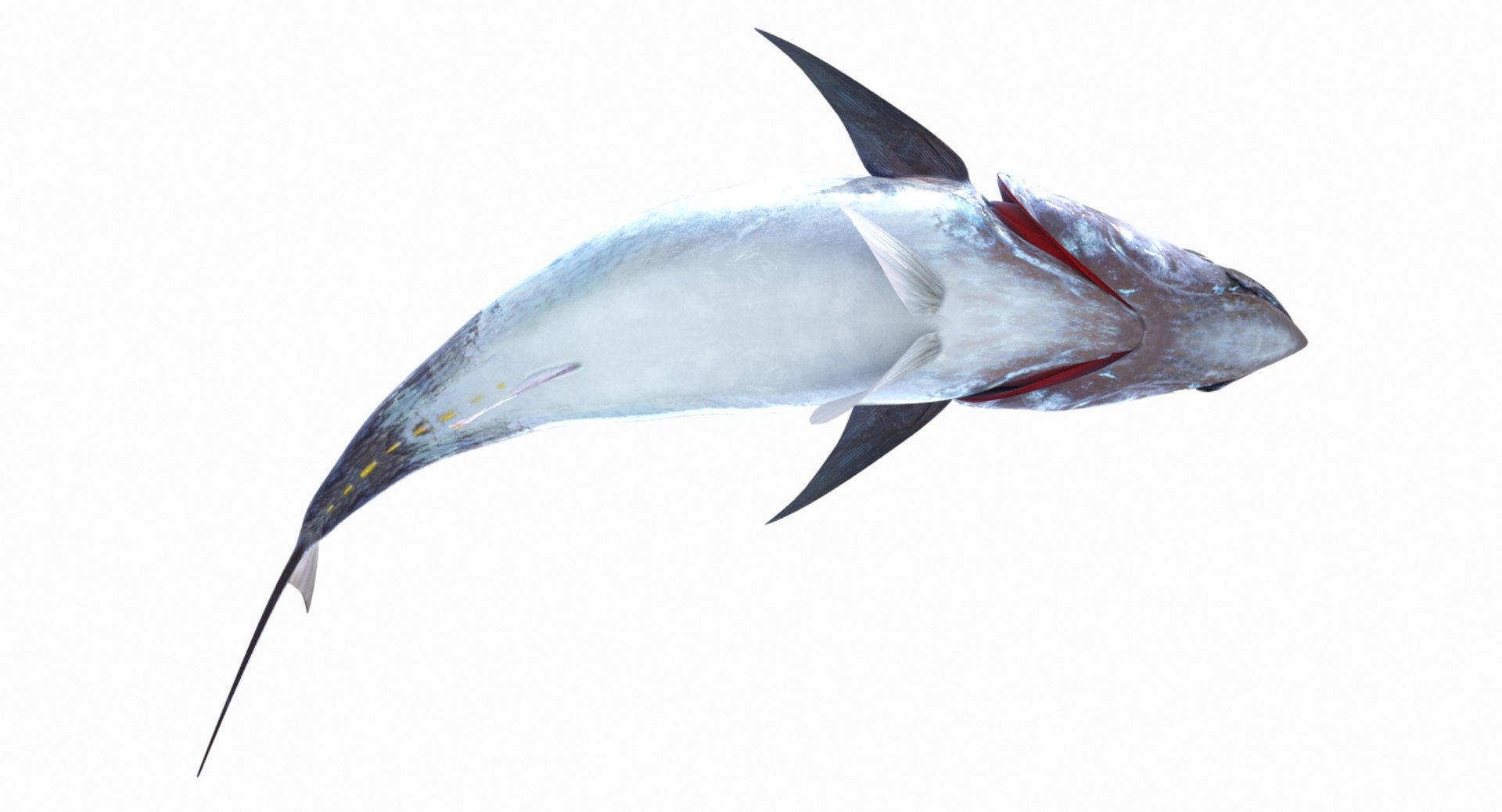 Tuna Fish Animation 3D - TurboSquid 1243932